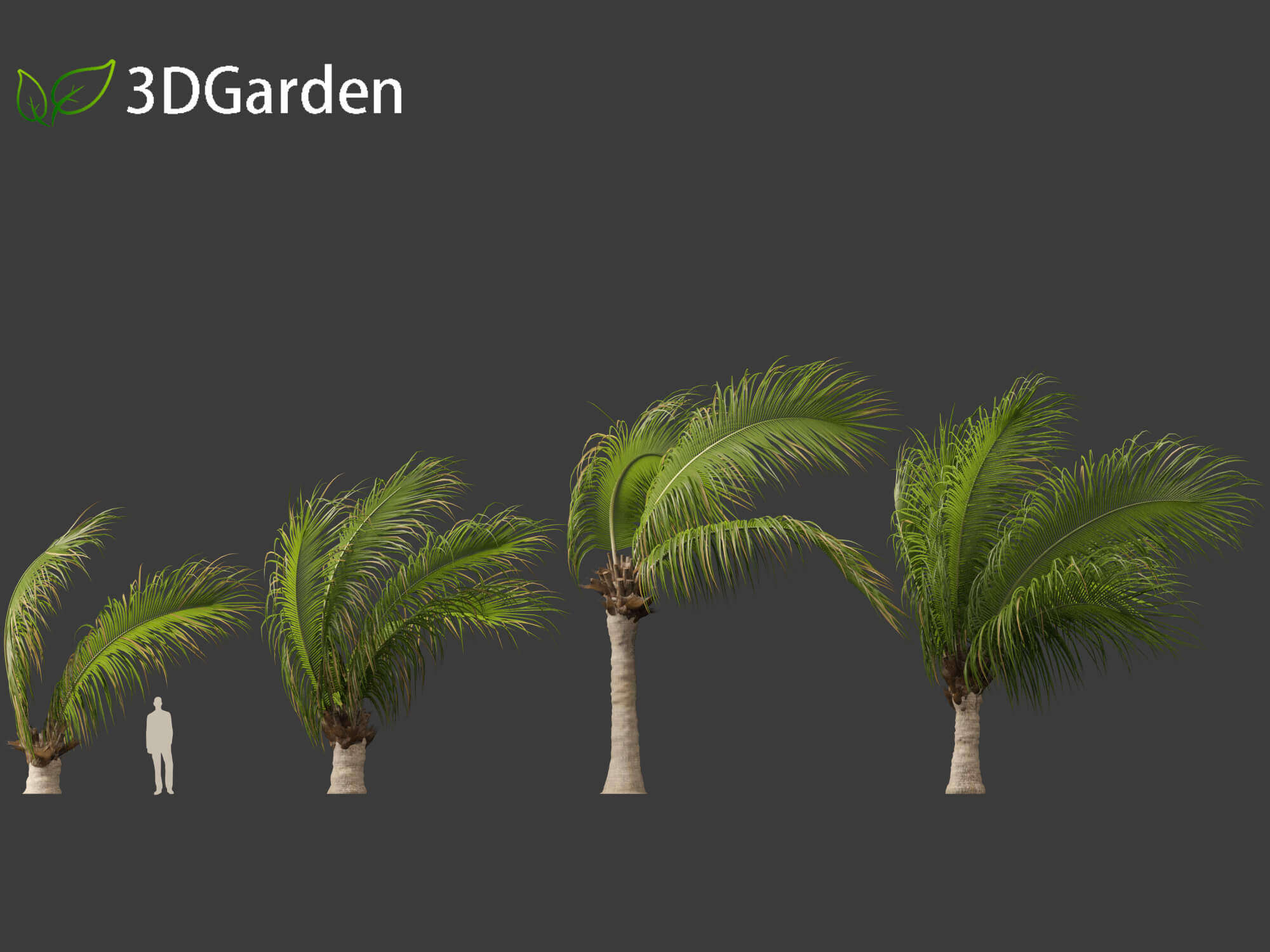 Beccariophoenix Alfredii - High Plateau Coconut Palm 04 3D Model by ...