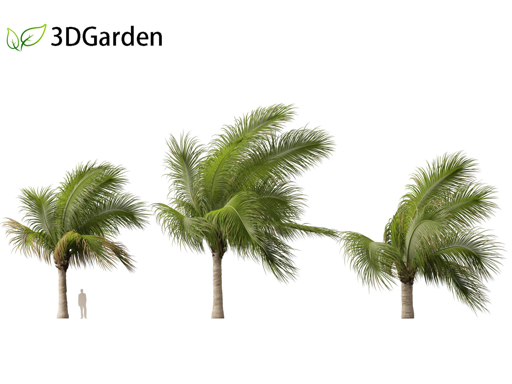 Beccariophoenix Alfredii - High Plateau Coconut Palm 04 3D Model by ...