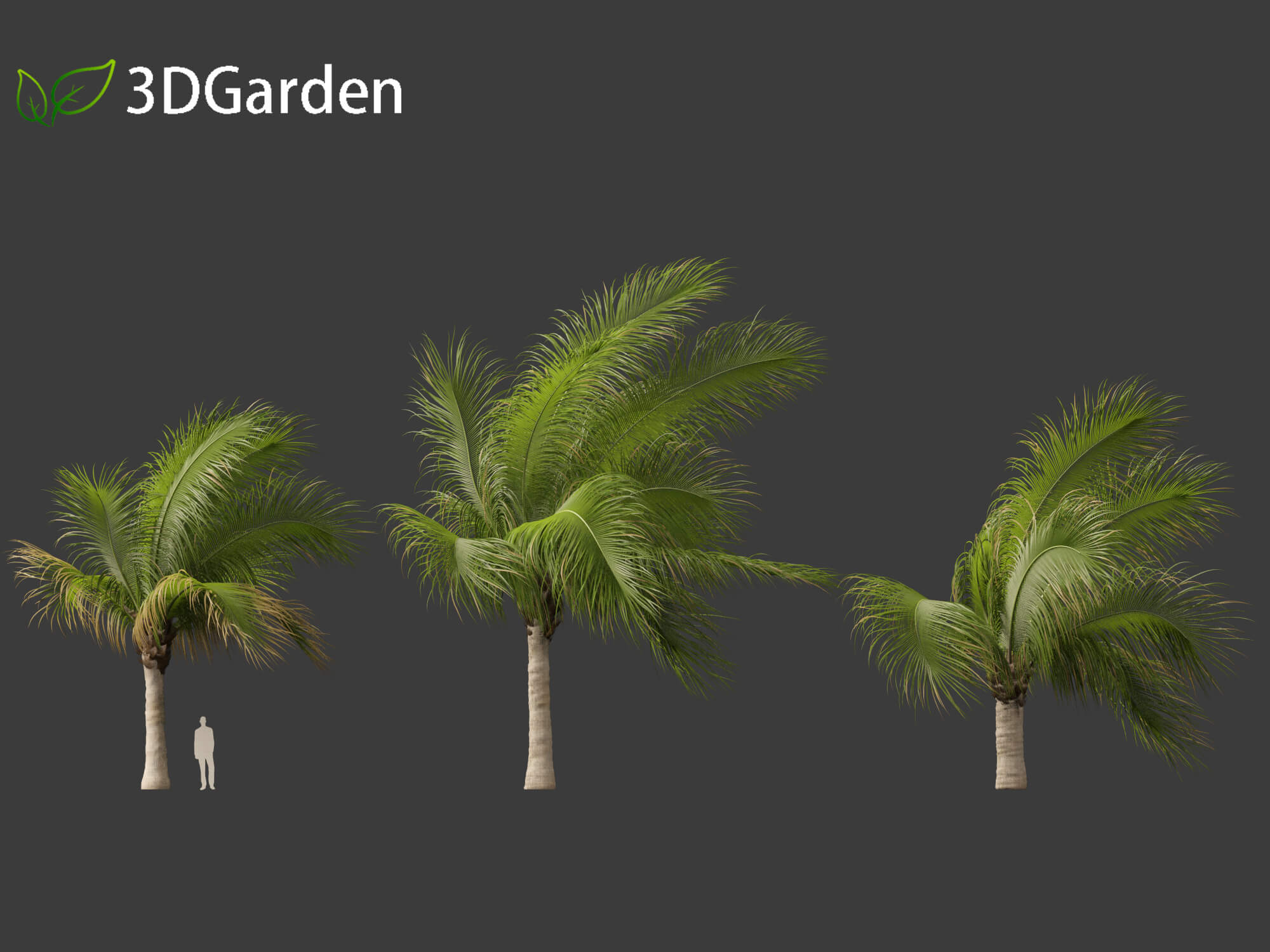 Beccariophoenix Alfredii - High Plateau Coconut Palm 04 3D Model by ...