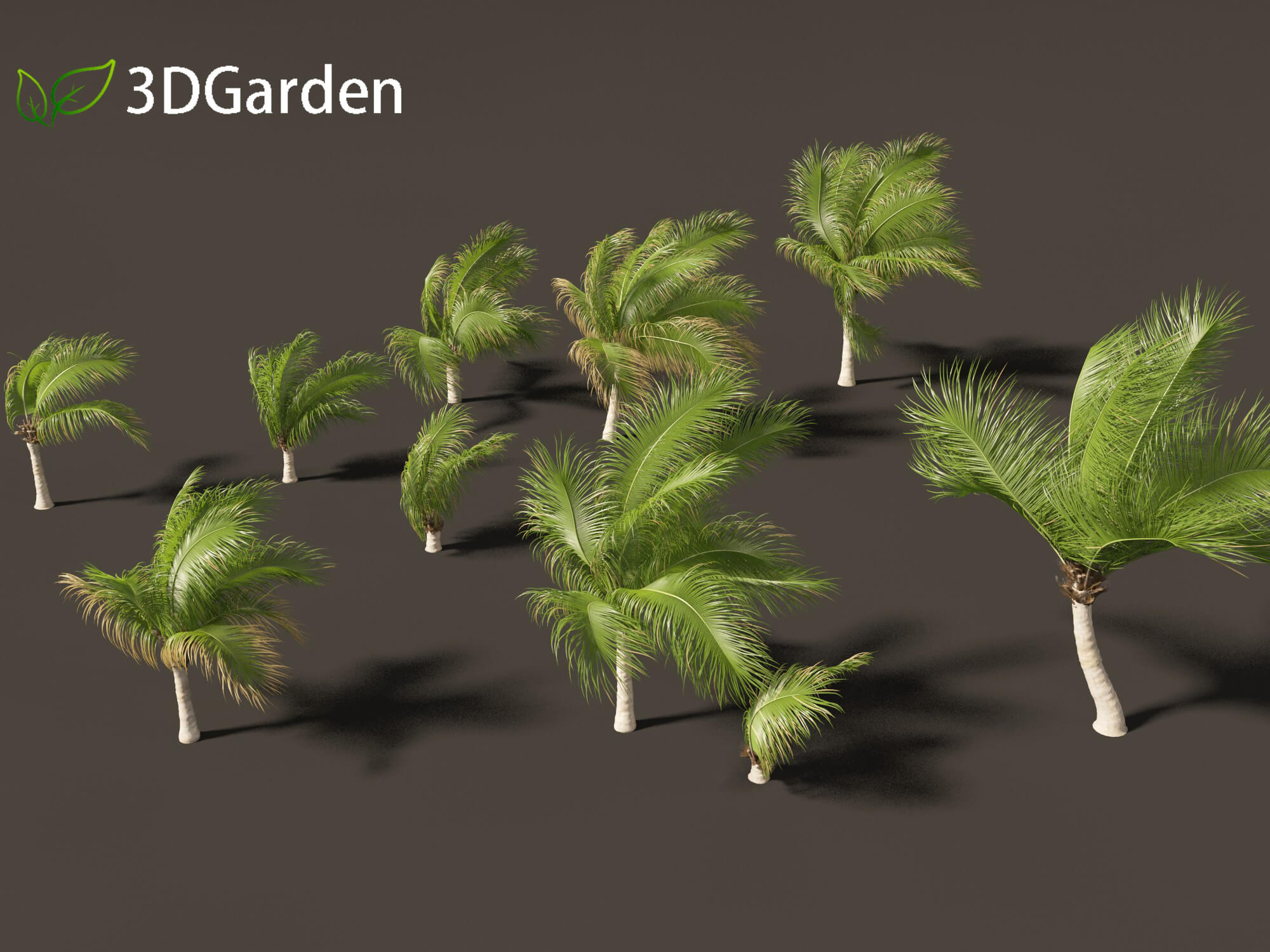 Beccariophoenix Alfredii - High Plateau Coconut Palm 04 3D Model by ...