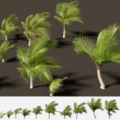 Beccariophoenix Alfredii - High Plateau Coconut Palm 04 3D Model by ...