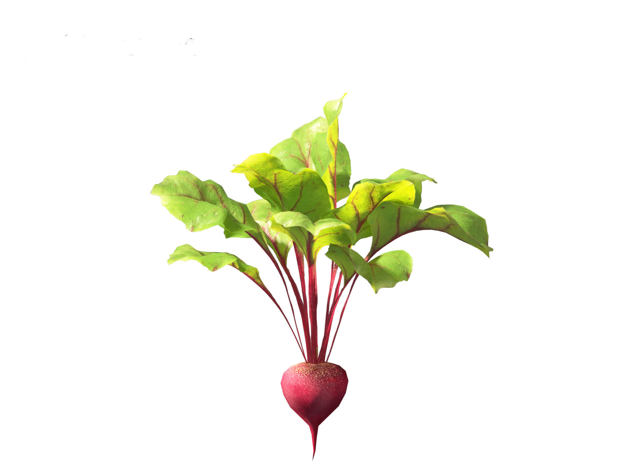 Beets - Beta Vulgaris 3D Model by 3dgardenplants