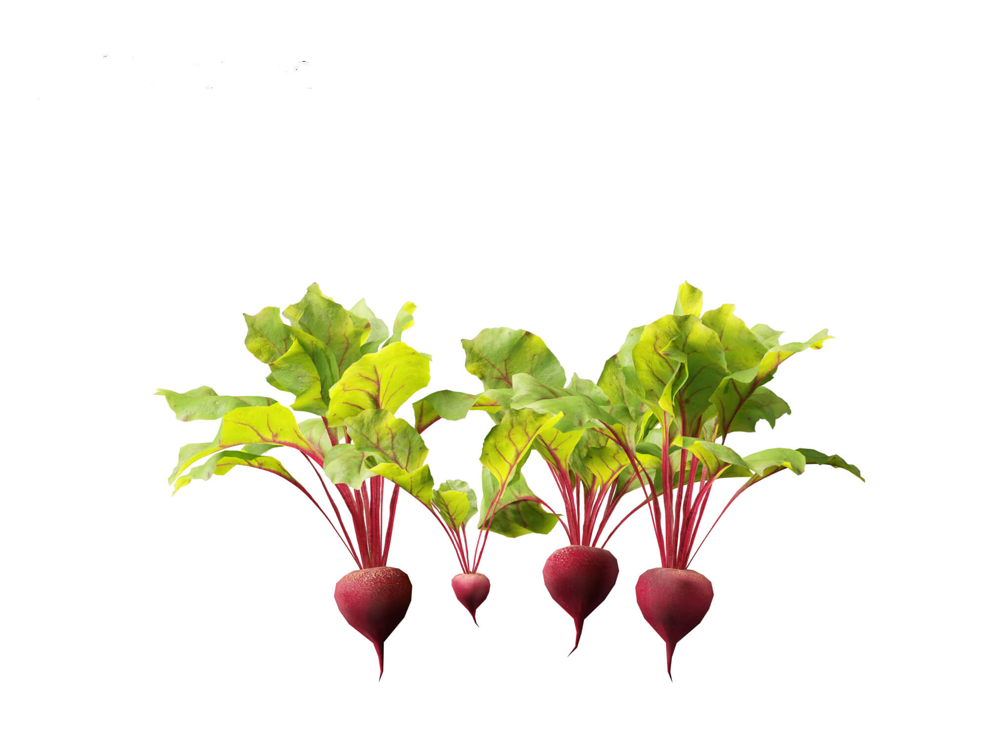 Beets - Beta Vulgaris 3D Model by 3dgardenplants