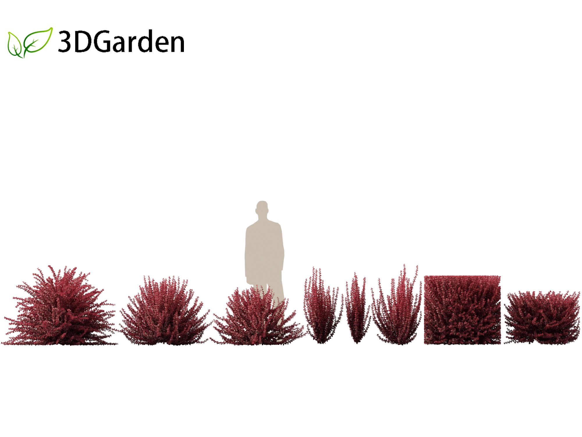 Berberis Thunbergii F Atropurpurea Gentry - 3D Model by 3dgardenplants
