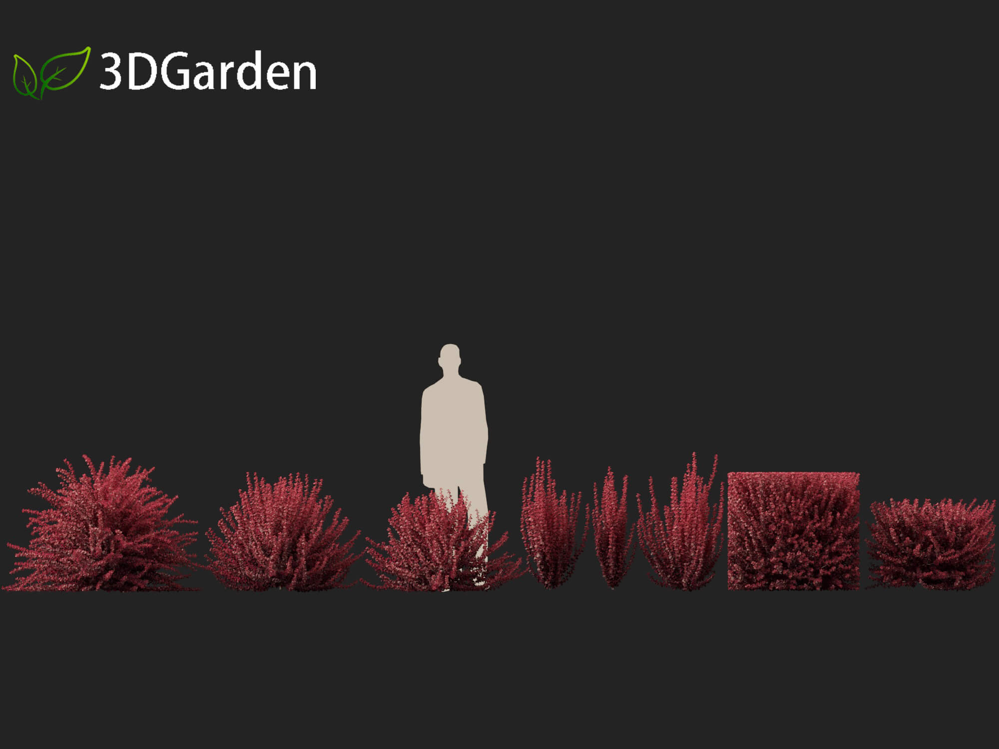 Berberis Thunbergii F Atropurpurea Gentry - 3D Model by 3dgardenplants