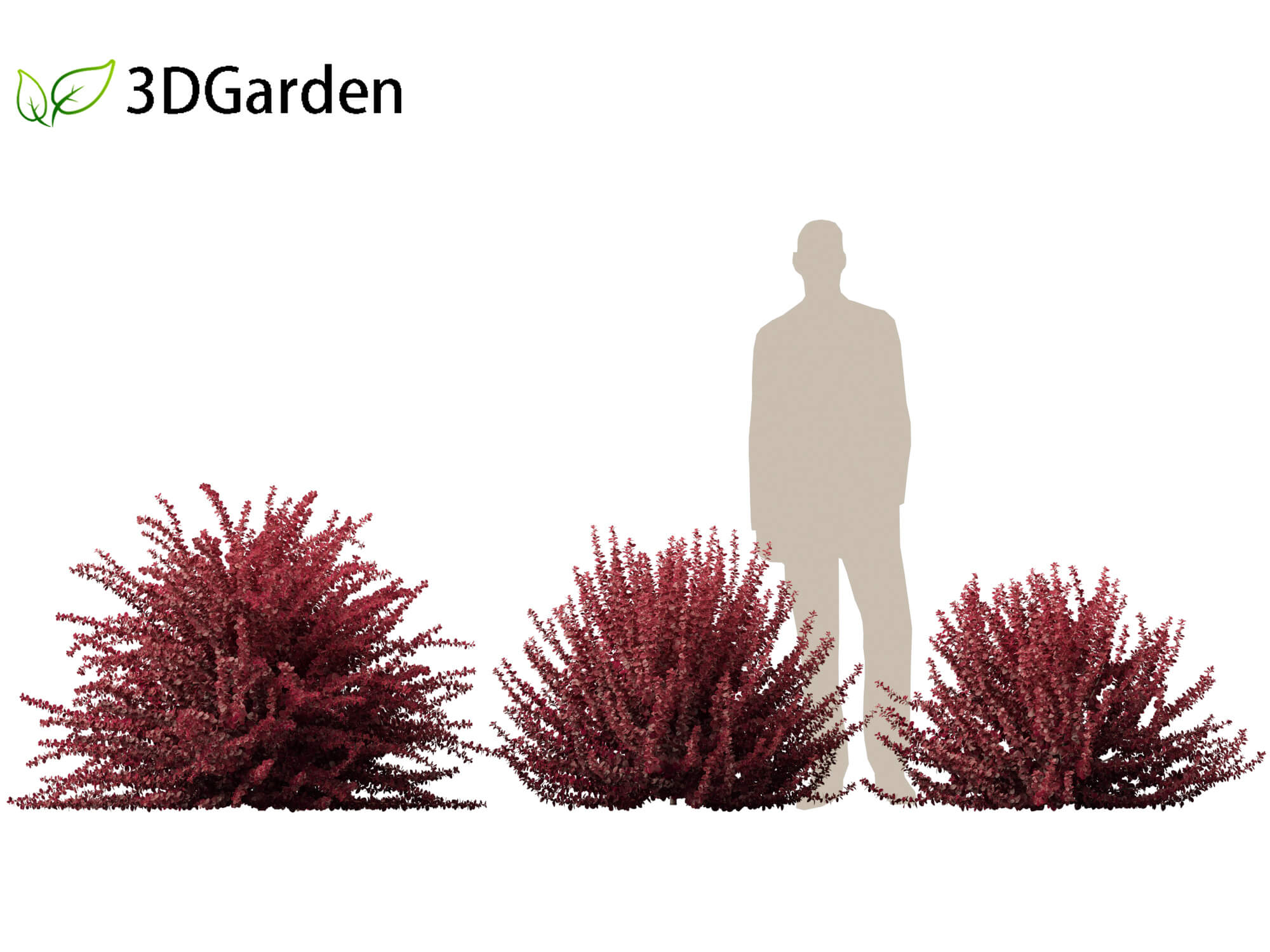 Berberis Thunbergii F Atropurpurea Gentry - 3D Model by 3dgardenplants