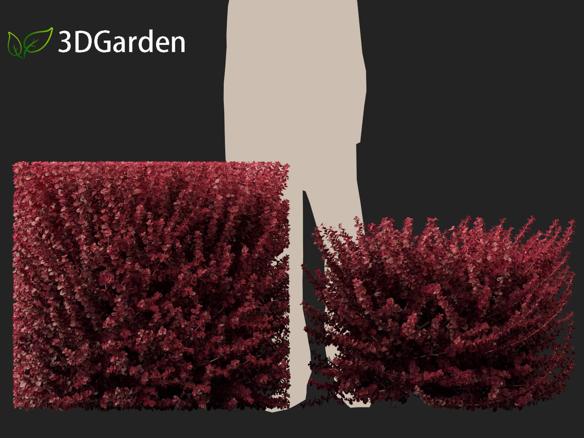 Berberis Thunbergii F Atropurpurea Gentry - 3D Model by 3dgardenplants