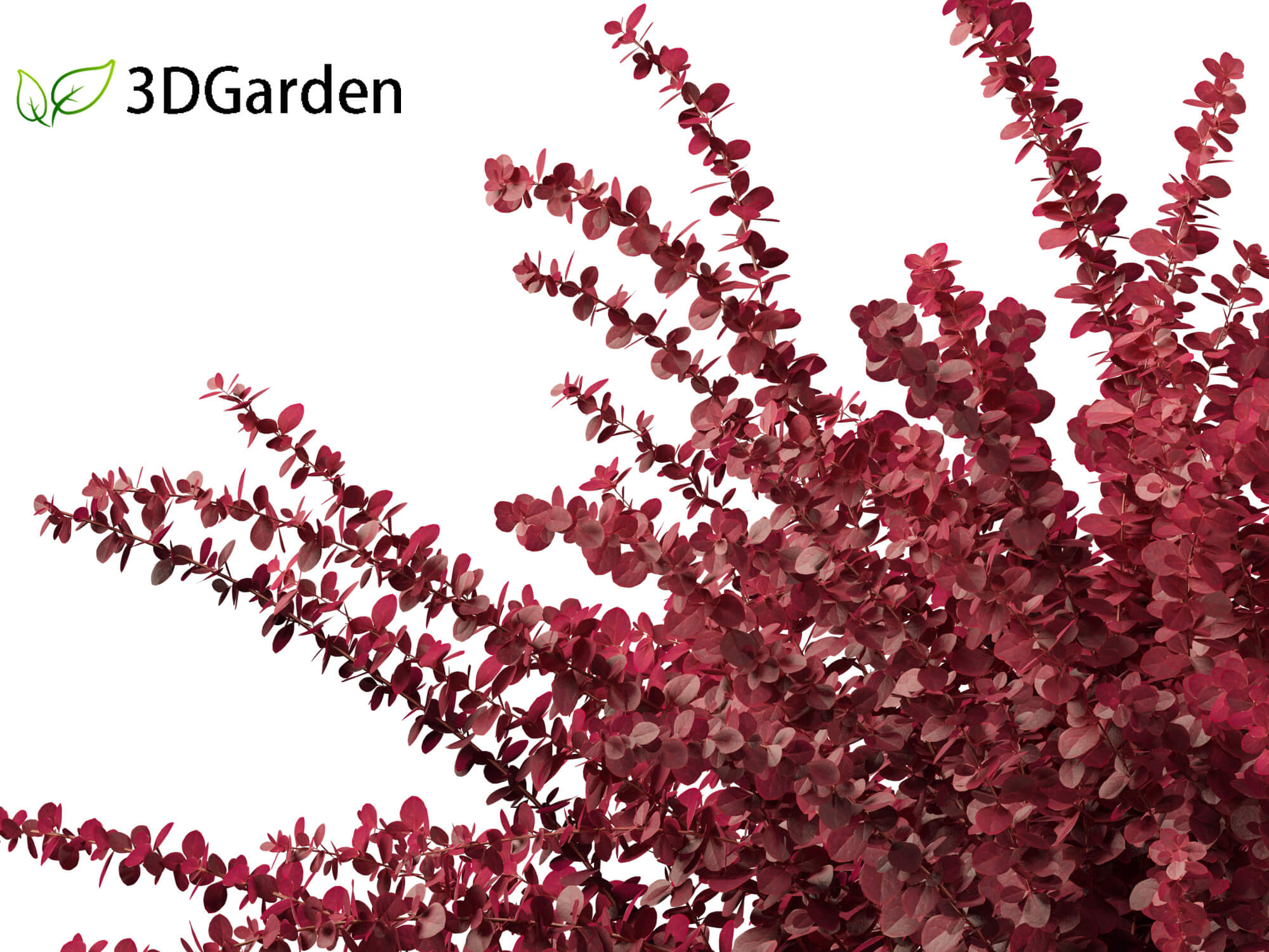 Berberis Thunbergii F Atropurpurea Gentry - 3D Model by 3dgardenplants