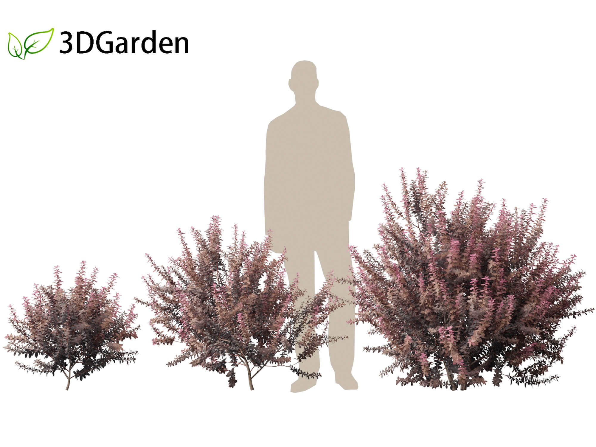 Berberis Thunbergii – Japanese Barberry - 3D Model by 3dgardenplants