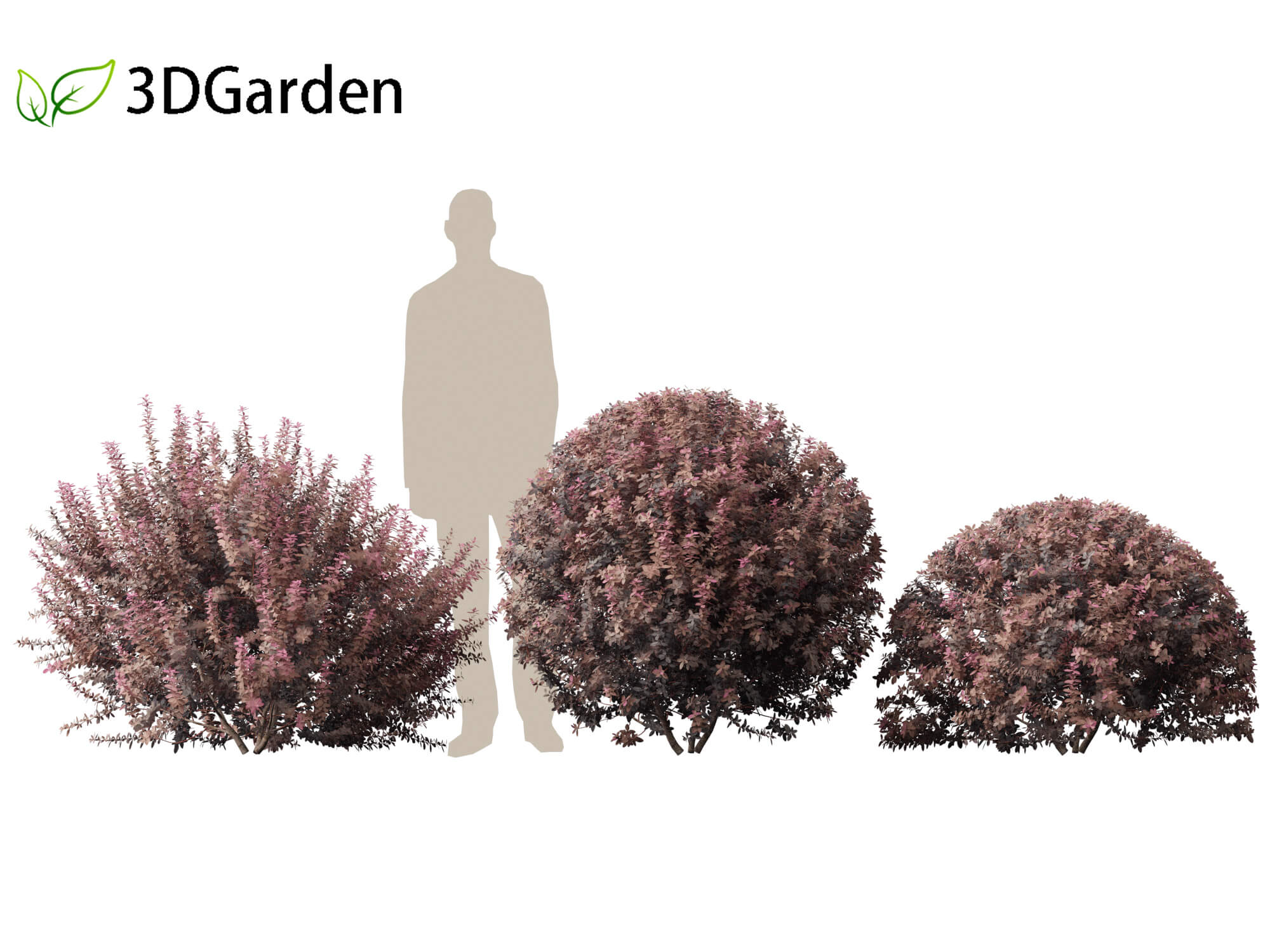 Berberis Thunbergii – Japanese Barberry - 3D Model by 3dgardenplants