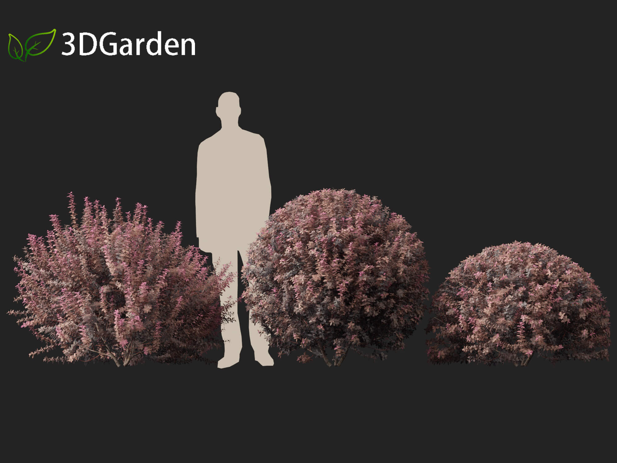 Berberis Thunbergii – Japanese Barberry - 3D Model by 3dgardenplants