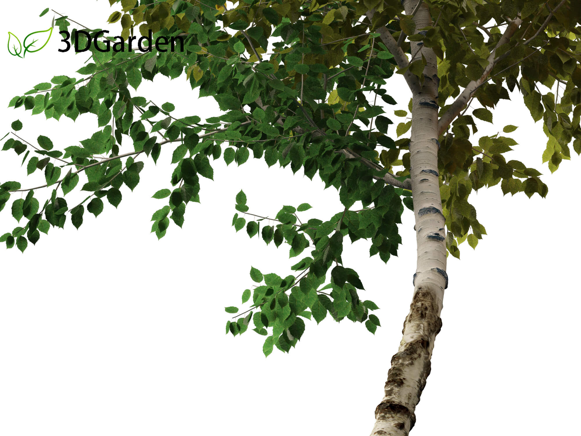Betula Papyrifera – Paper Birch 01 - 3D Model by 3dgardenplants