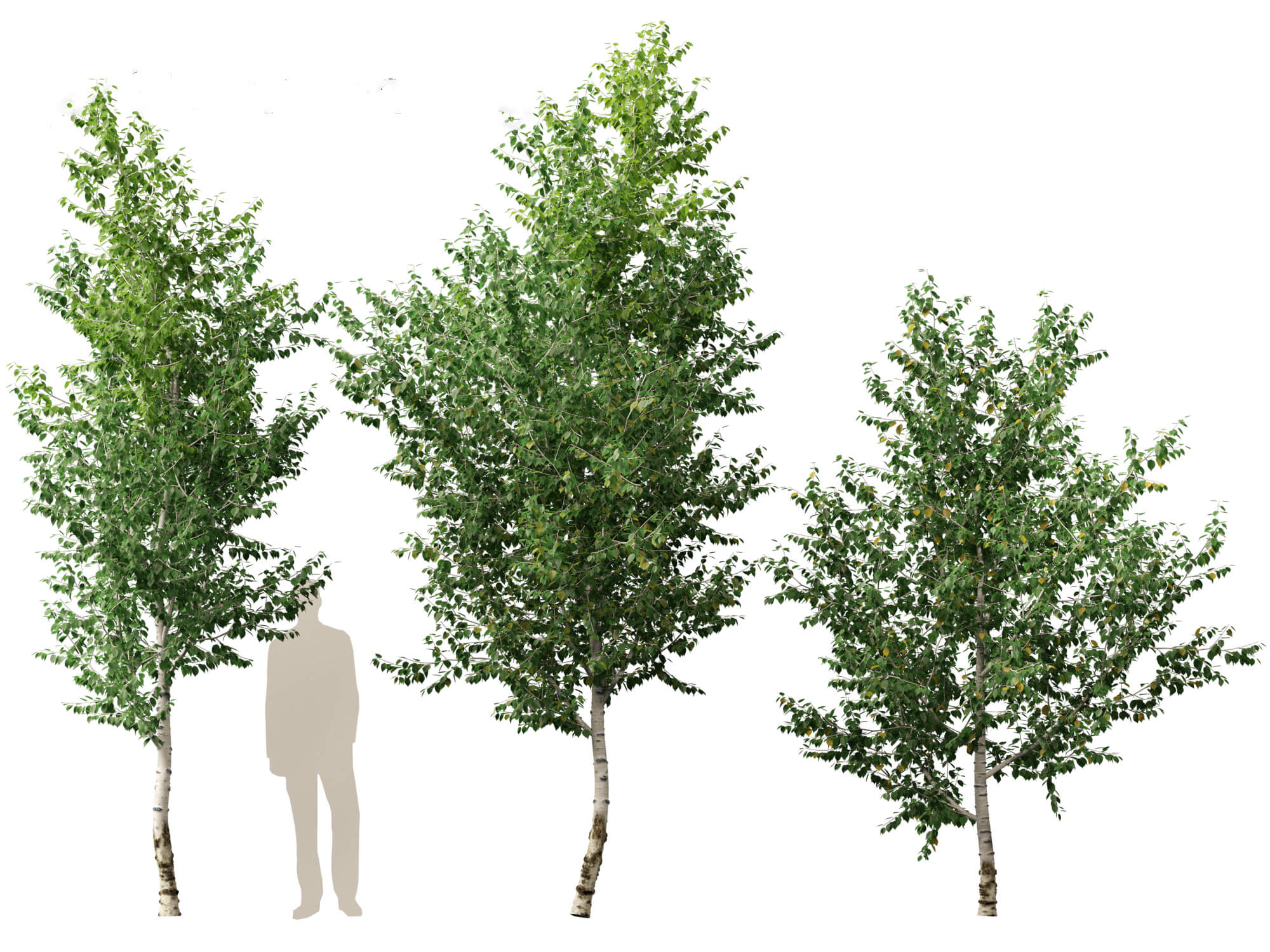 Betula Papyrifera - Paper Birch 02 3D Model by 3dgardenplants