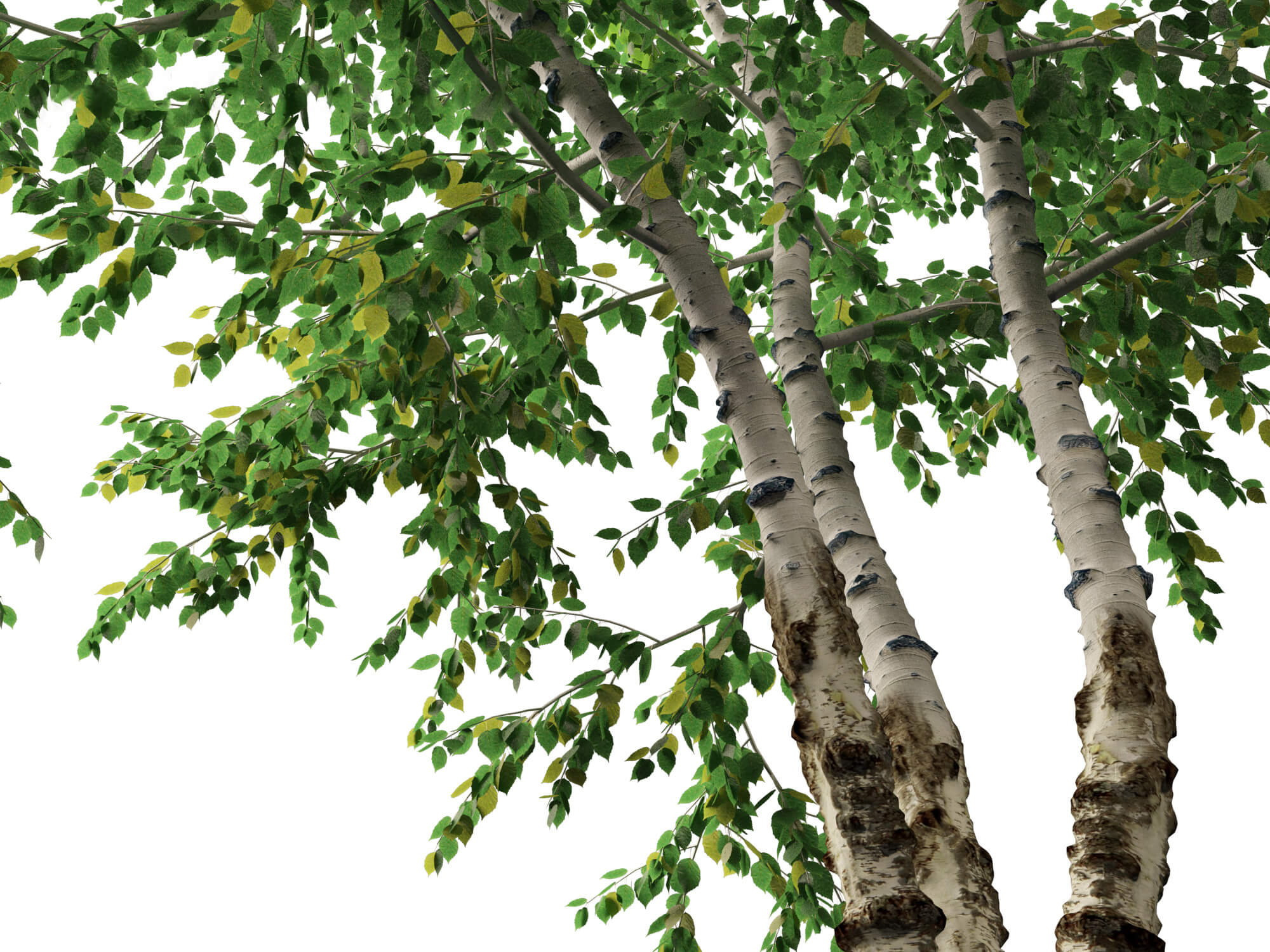 Betula Papyrifera - Paper Birch 02 3D Model by 3dgardenplants