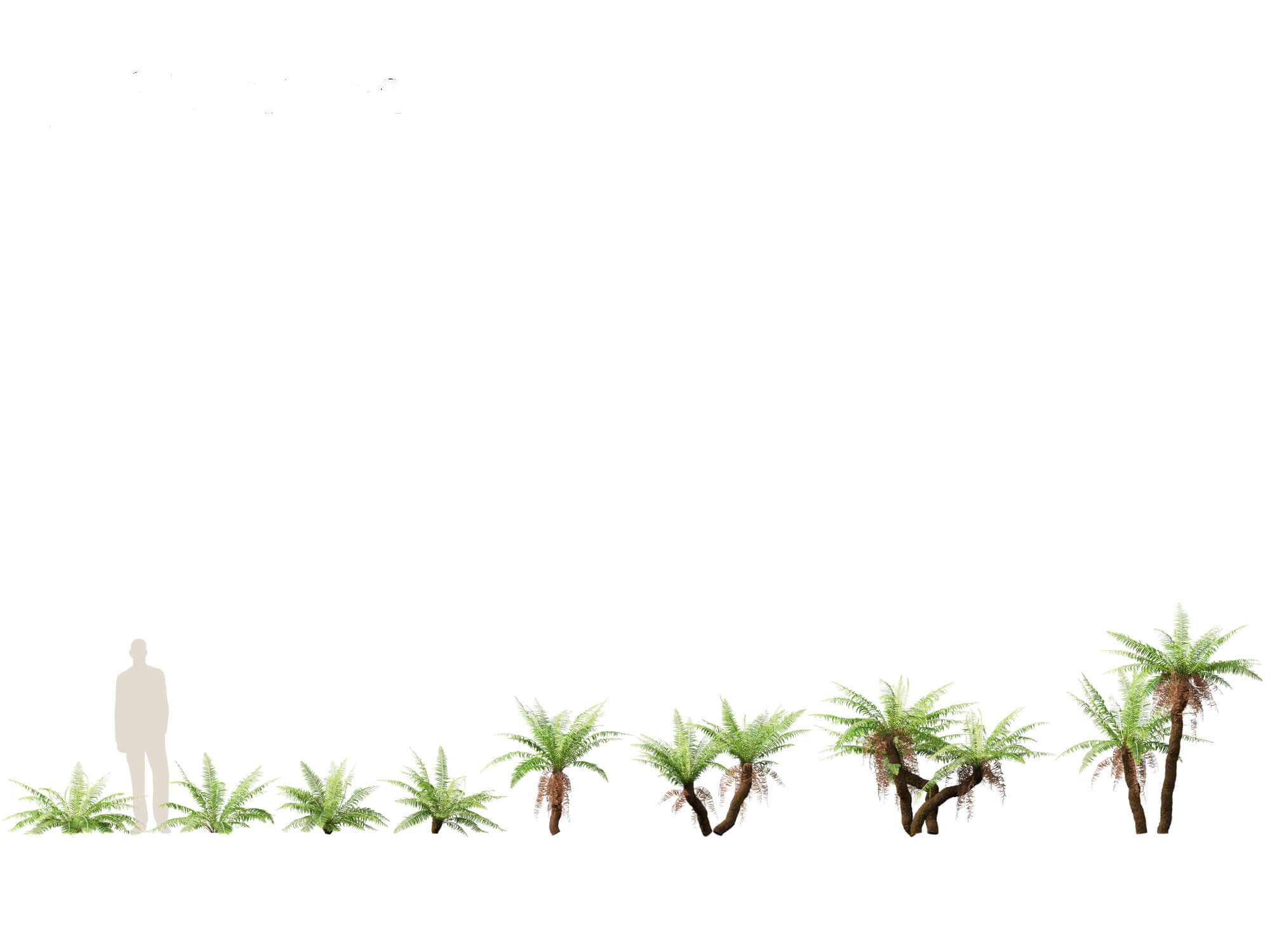 Blechnum Nudum - Fishbone Water Fern 3D Model by 3dgardenplants