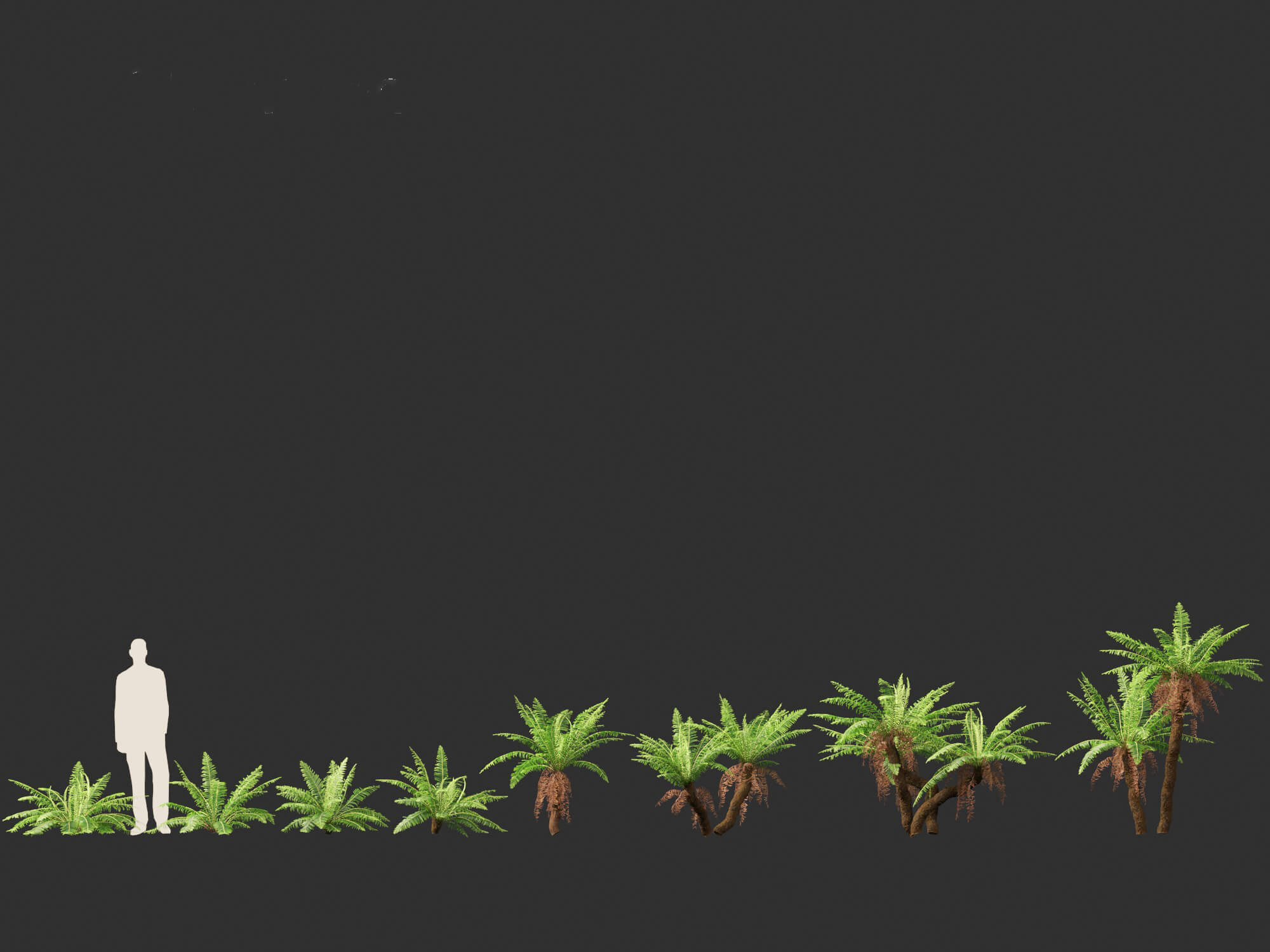 Blechnum Nudum - Fishbone Water Fern 3D Model by 3dgardenplants