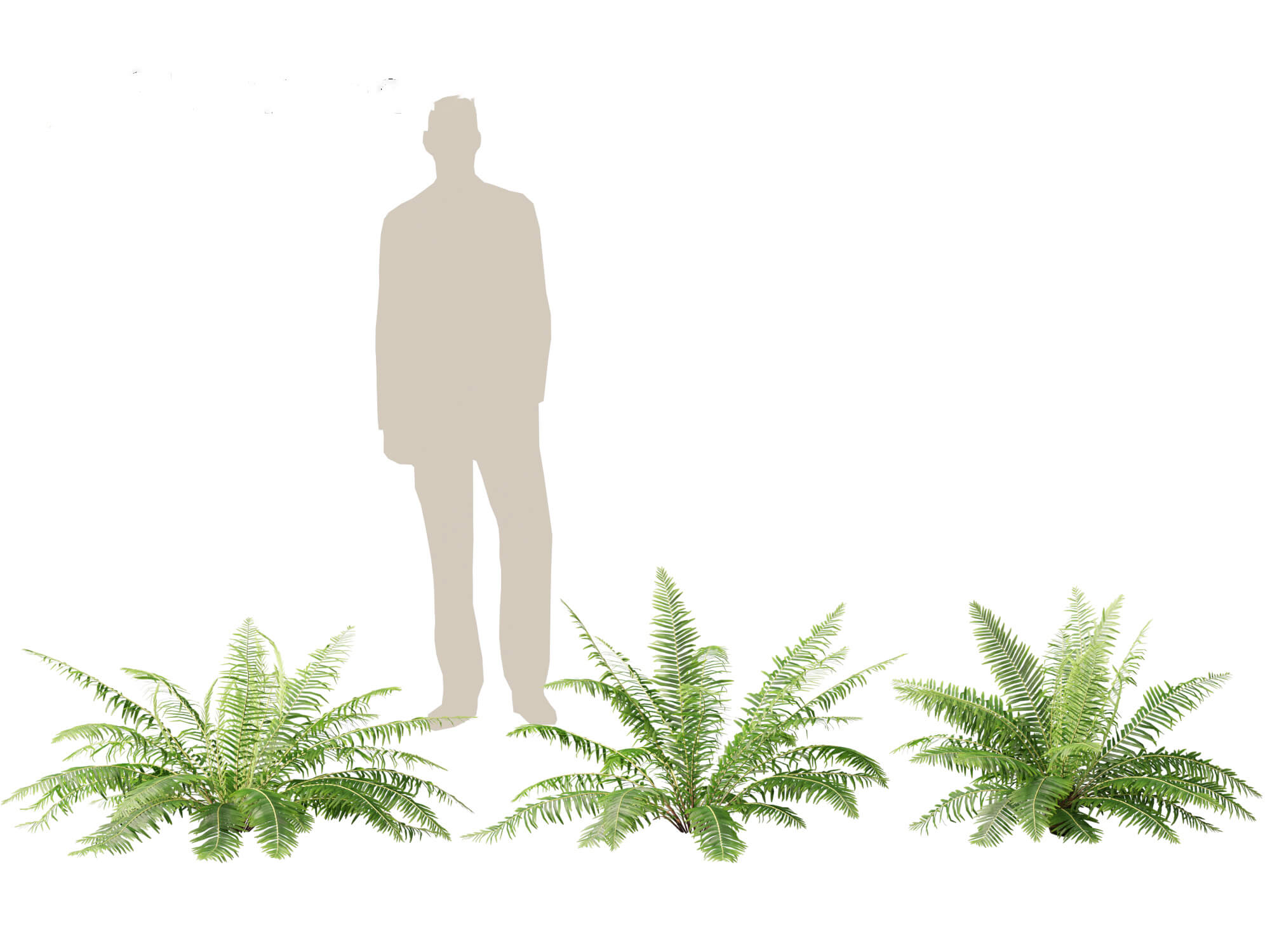 Blechnum Nudum - Fishbone Water Fern 3D Model by 3dgardenplants