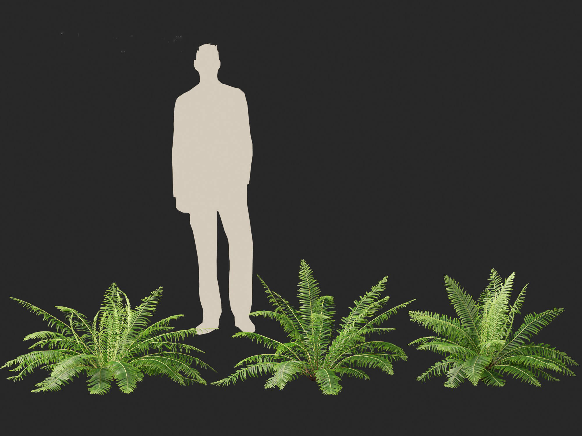 Blechnum Nudum - Fishbone Water Fern 3D Model by 3dgardenplants