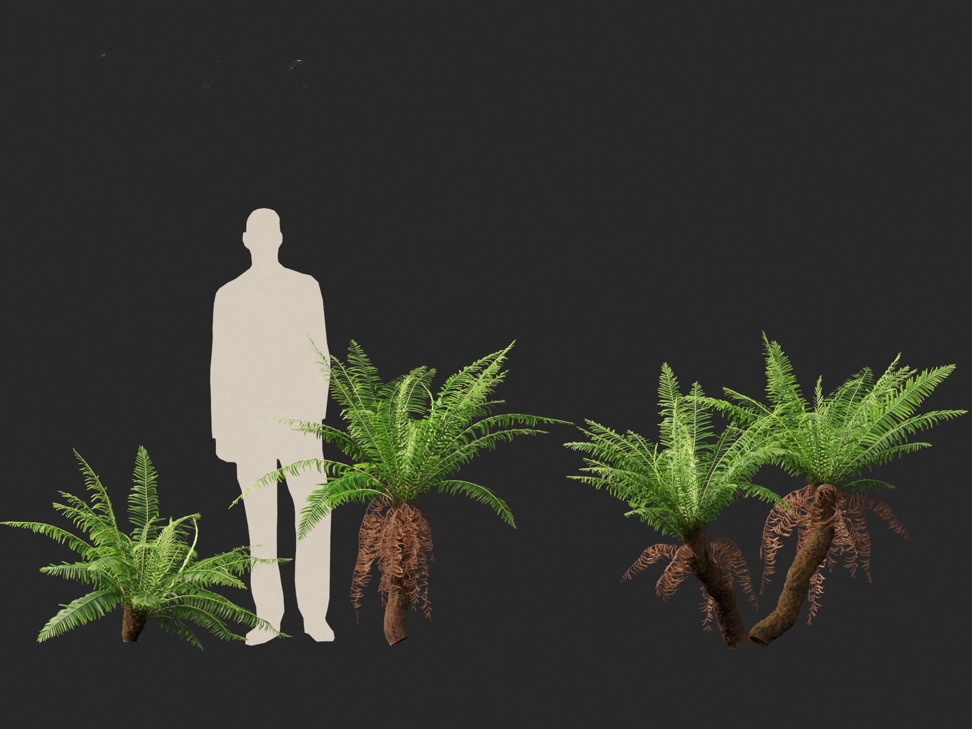 Blechnum Nudum - Fishbone Water Fern 3D Model by 3dgardenplants