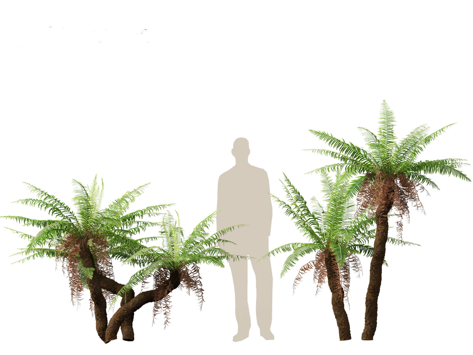 Blechnum Nudum - Fishbone Water Fern 3D Model by 3dgardenplants