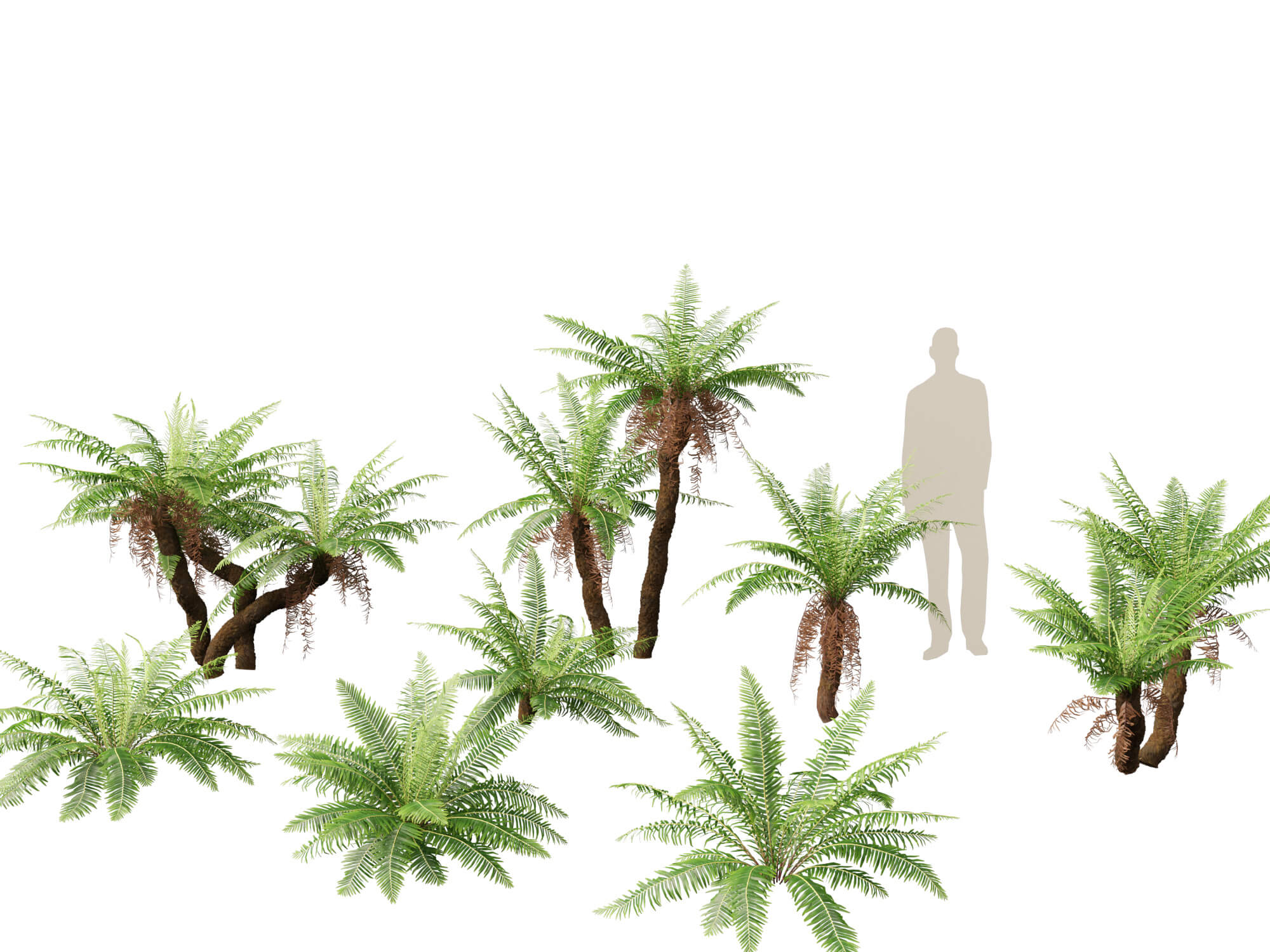 Blechnum Nudum - Fishbone Water Fern 3D Model by 3dgardenplants