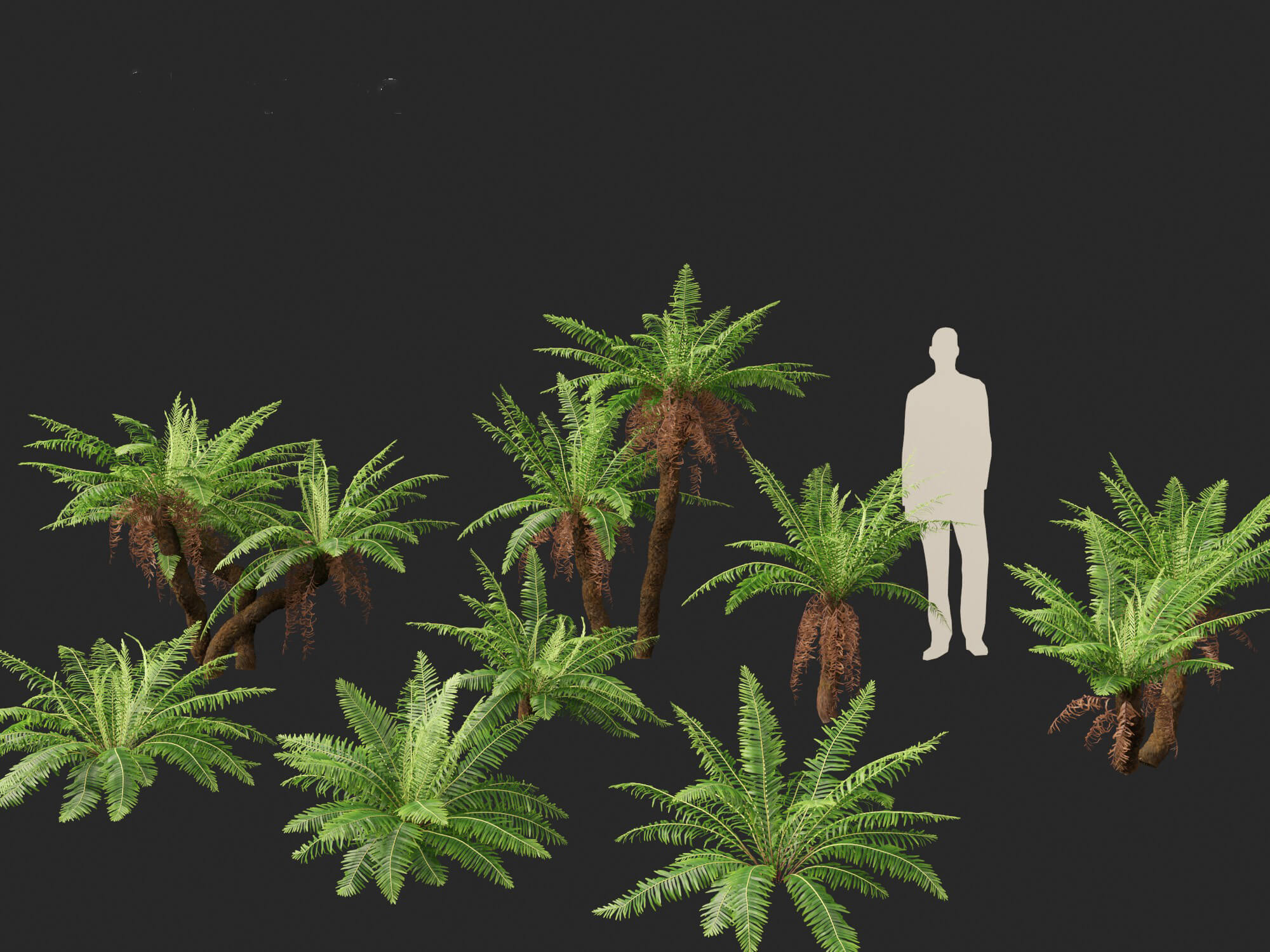 Blechnum Nudum - Fishbone Water Fern 3D Model by 3dgardenplants