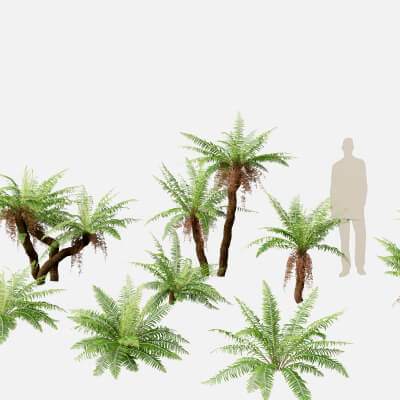 Blechnum Nudum - Fishbone Water Fern 3D Model by 3dgardenplants