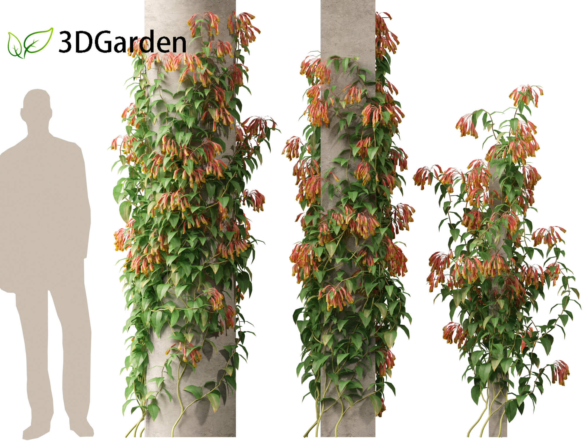 Bomarea Multiflora – Trailing Lily - 3D Model by 3dgardenplants