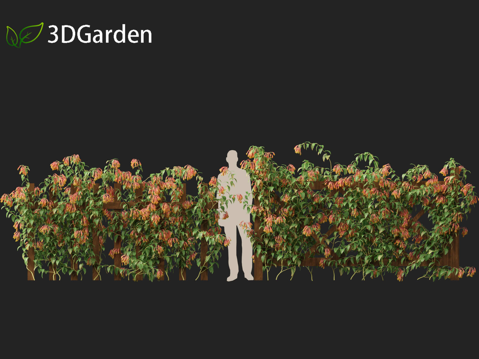 Bomarea Multiflora – Trailing Lily - 3D Model by 3dgardenplants