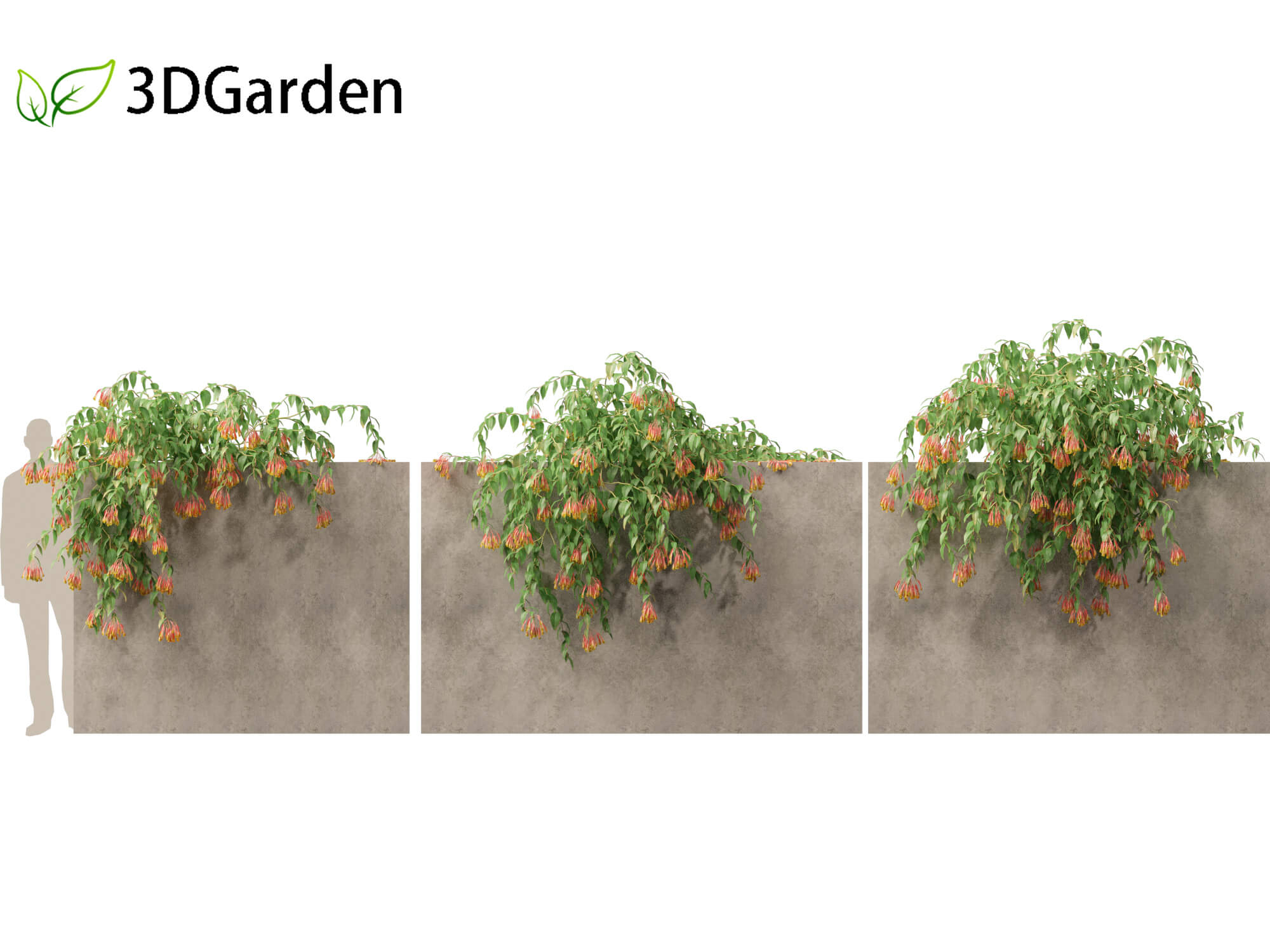 Bomarea Multiflora – Trailing Lily - 3D Model by 3dgardenplants