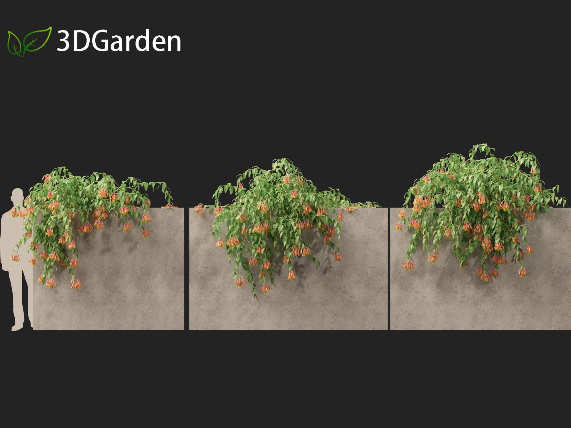 Bomarea Multiflora – Trailing Lily - 3D Model by 3dgardenplants