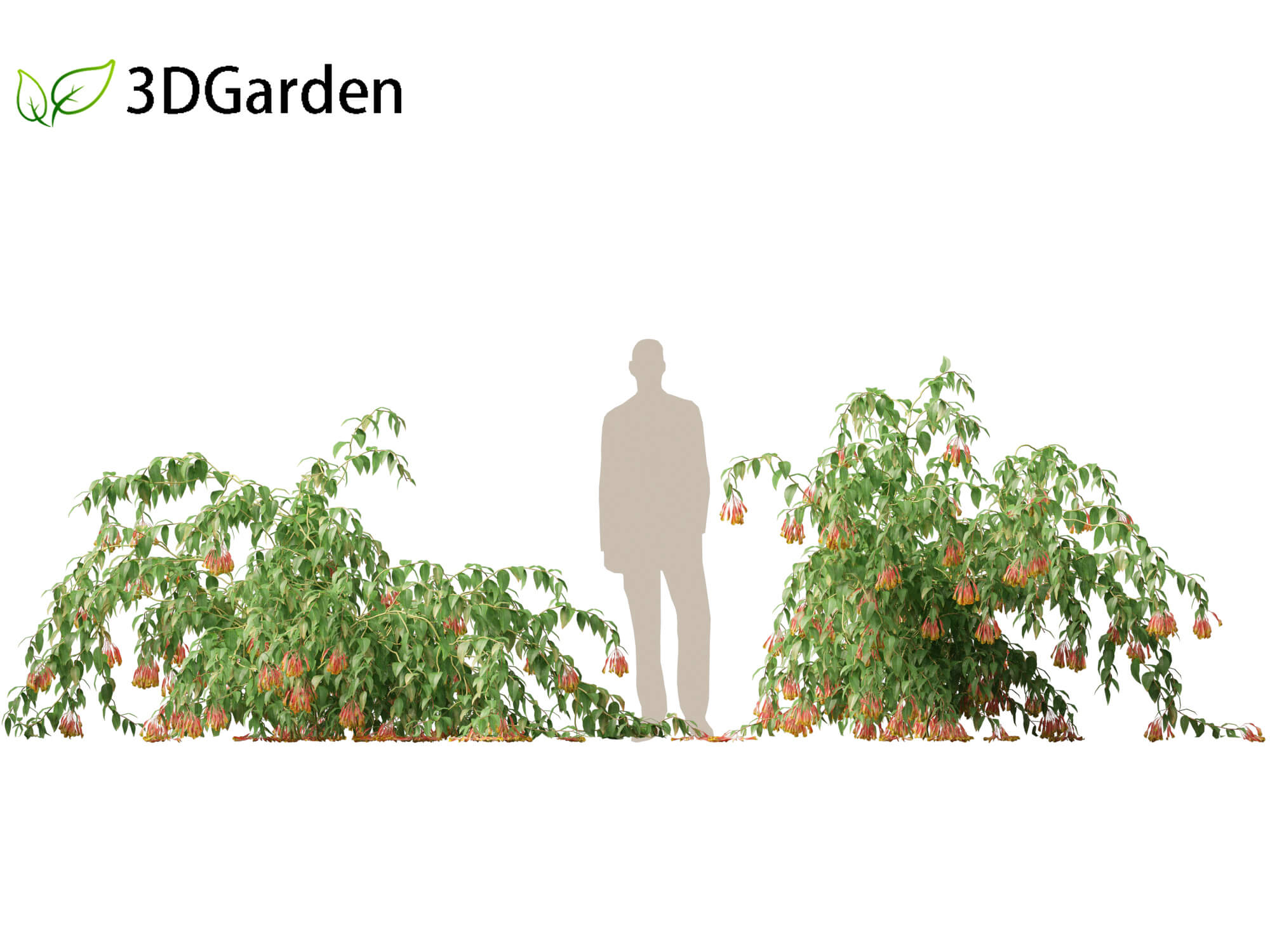 Bomarea Multiflora – Trailing Lily - 3D Model by 3dgardenplants