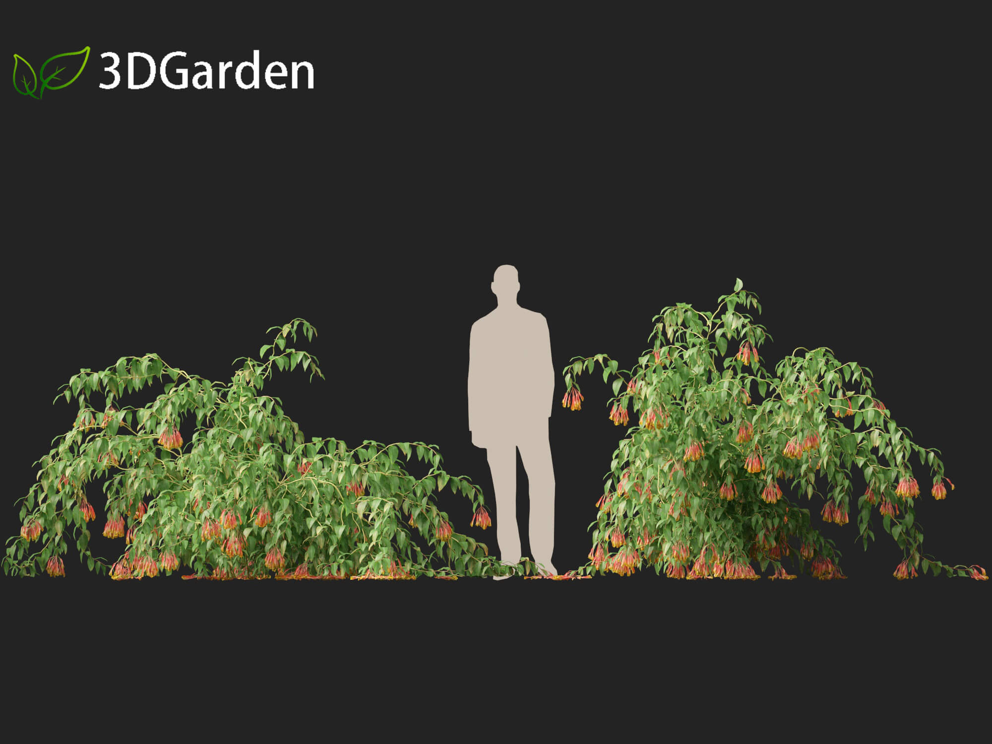 Bomarea Multiflora – Trailing Lily - 3D Model by 3dgardenplants