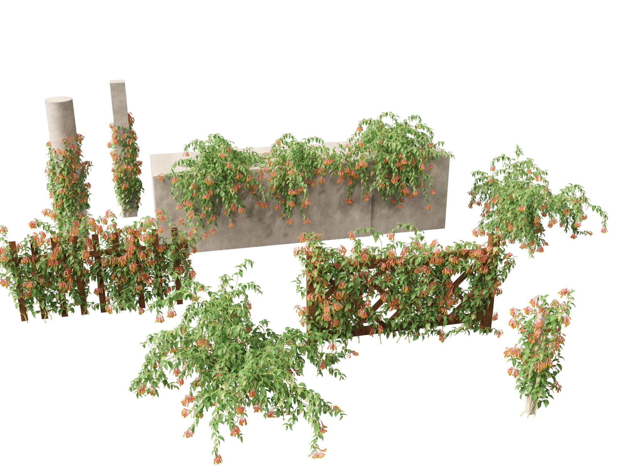 Bomarea Multiflora – Trailing Lily - 3D Model by 3dgardenplants