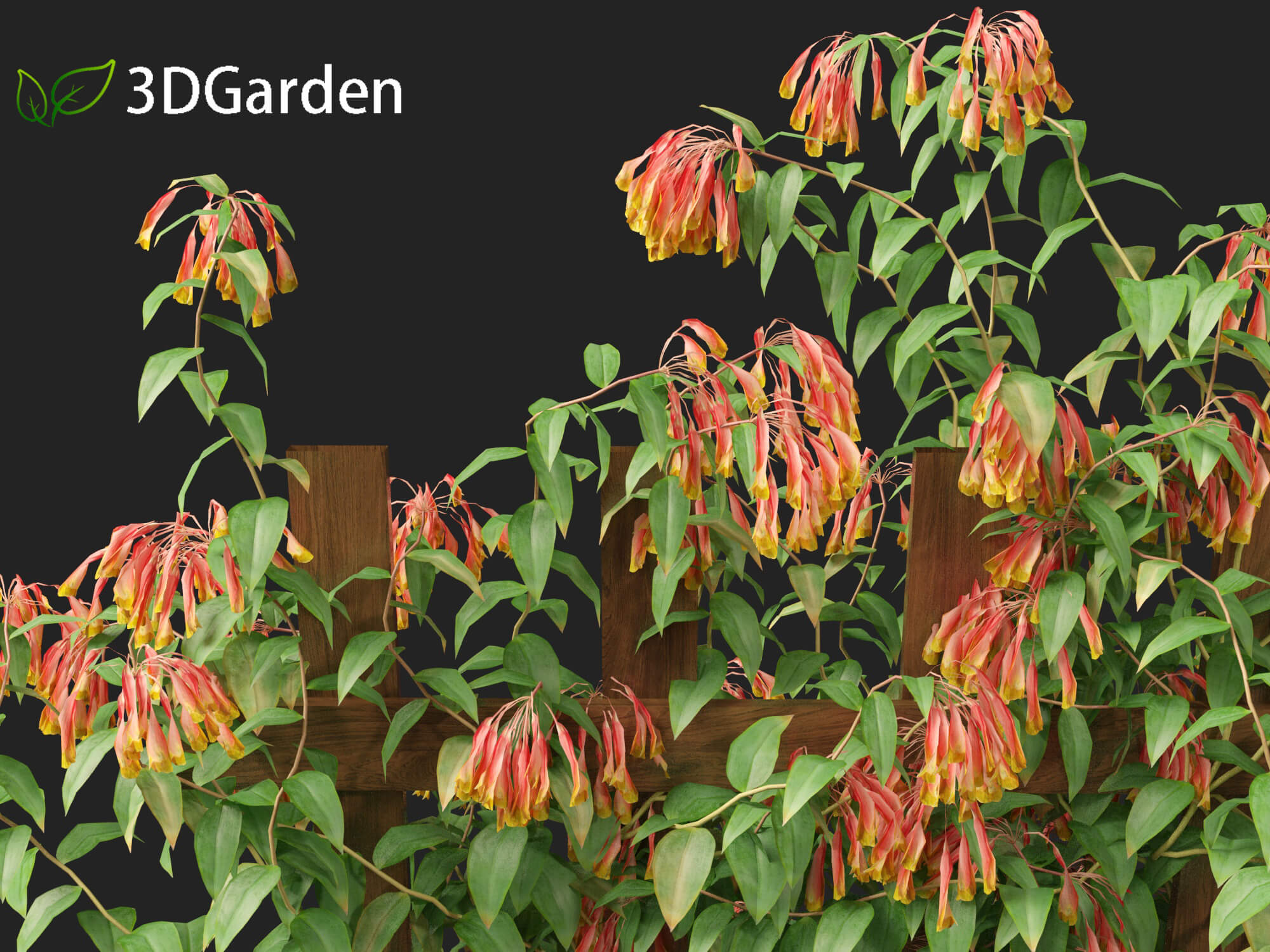 Bomarea Multiflora – Trailing Lily - 3D Model by 3dgardenplants