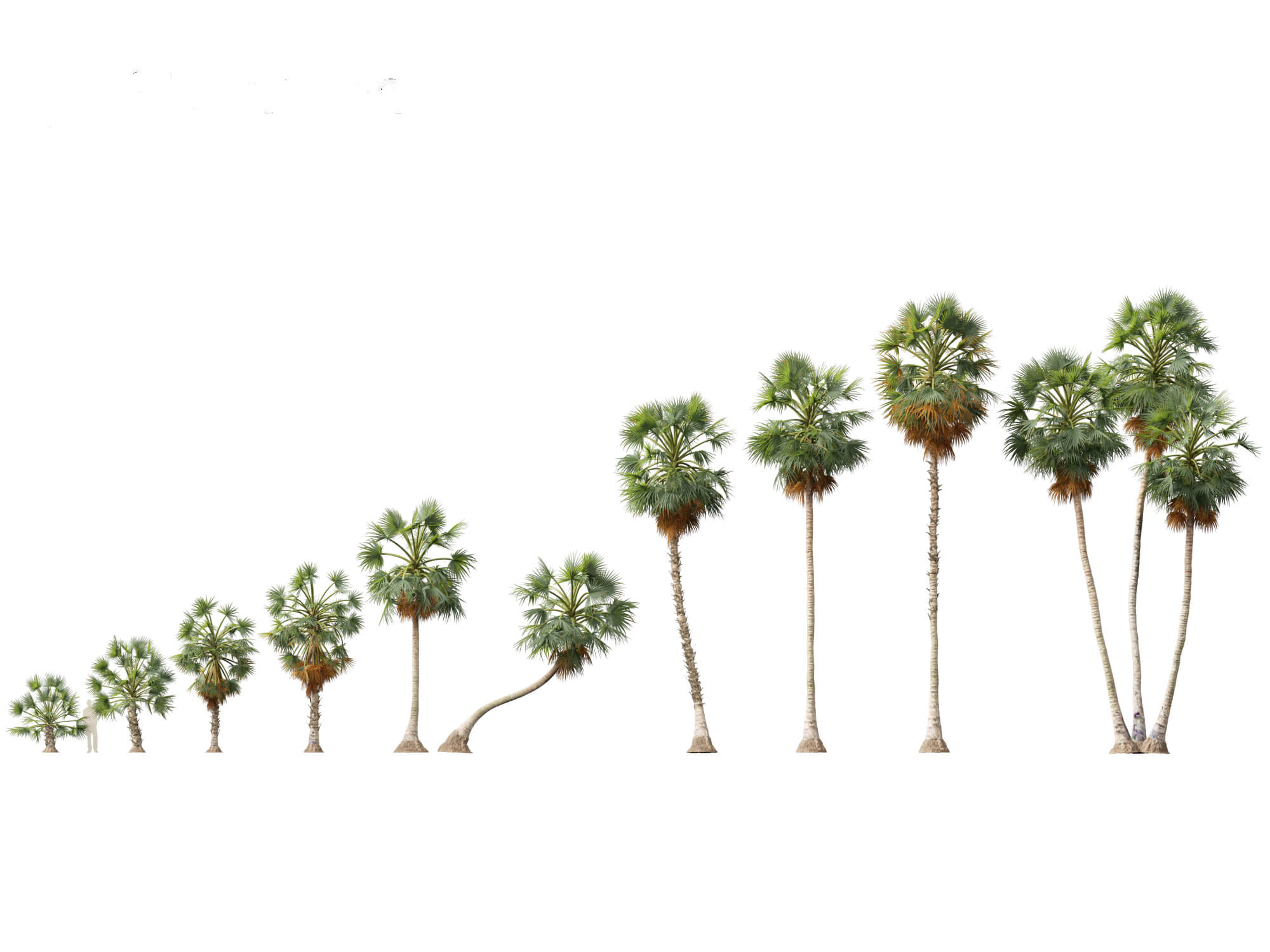 Borassus Flabellifer - Palmyra Palm 3D Model by 3dgardenplants