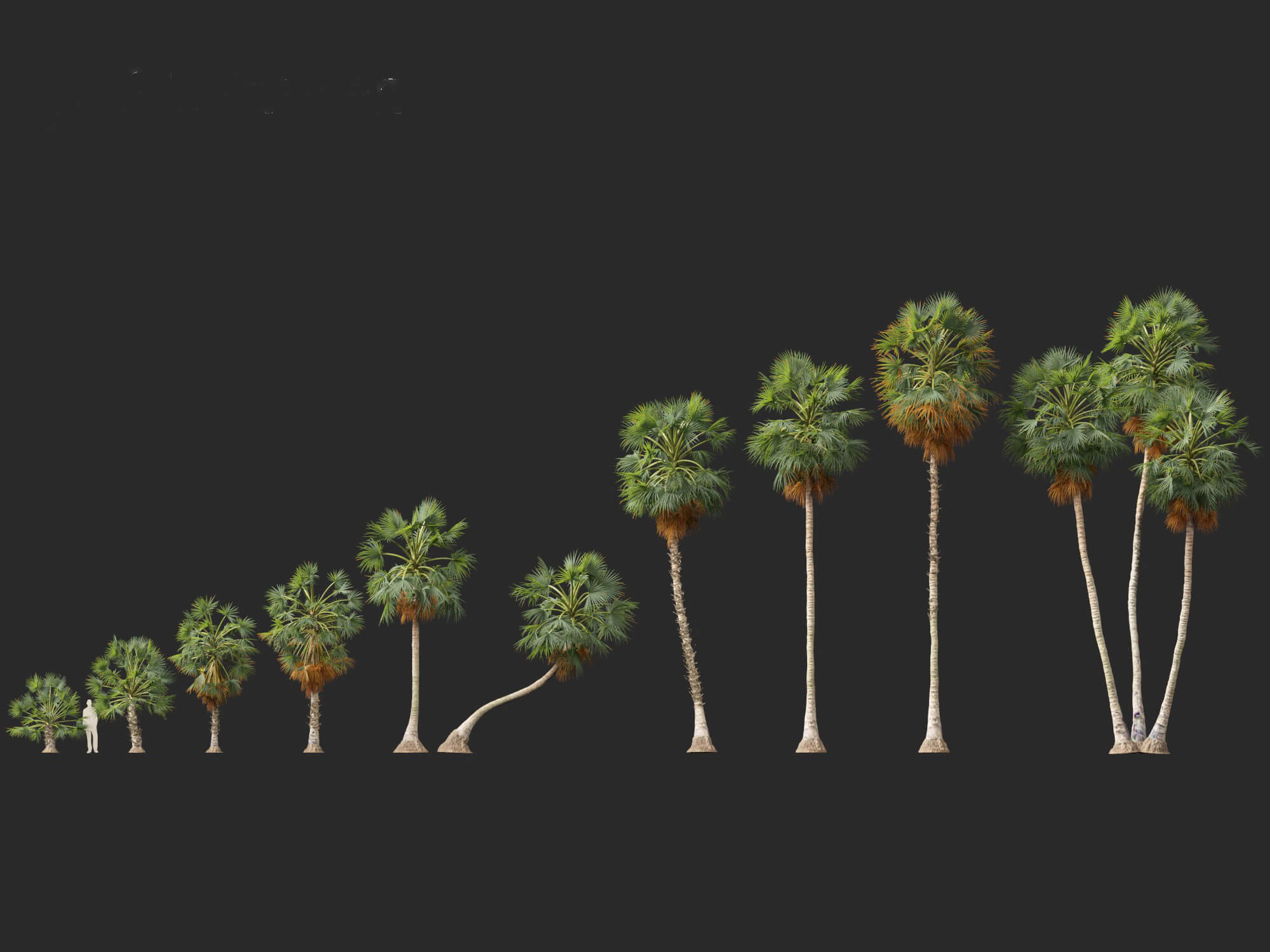 Borassus Flabellifer - Palmyra Palm 3D Model by 3dgardenplants