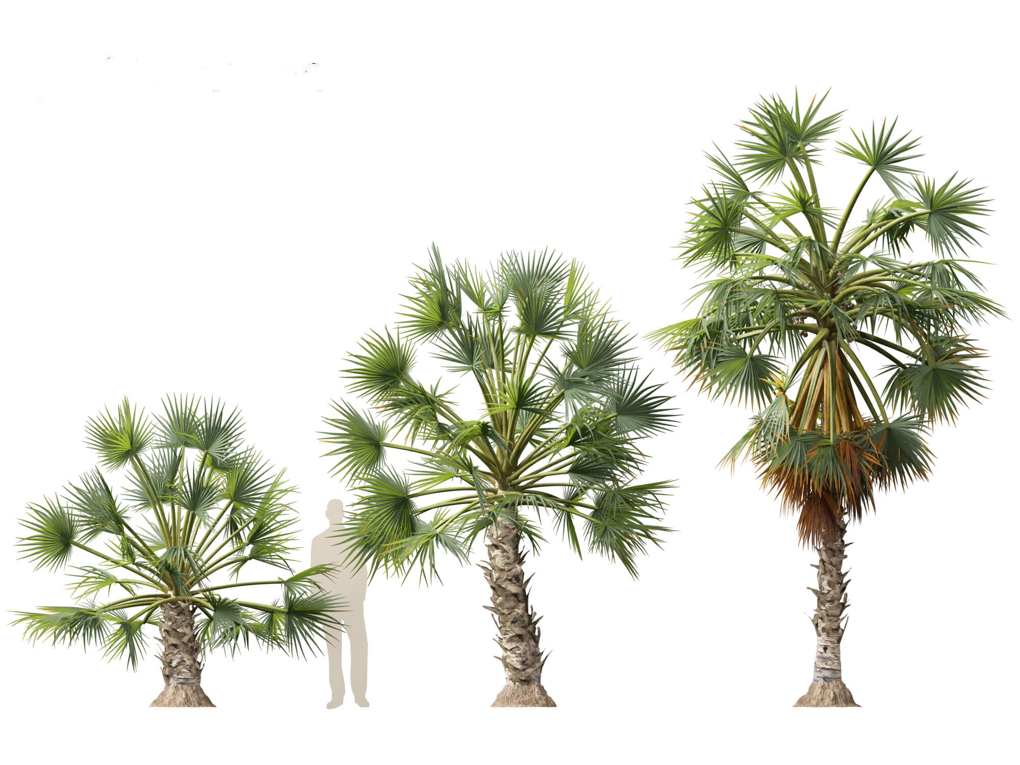 Borassus Flabellifer - Palmyra Palm 3D Model by 3dgardenplants