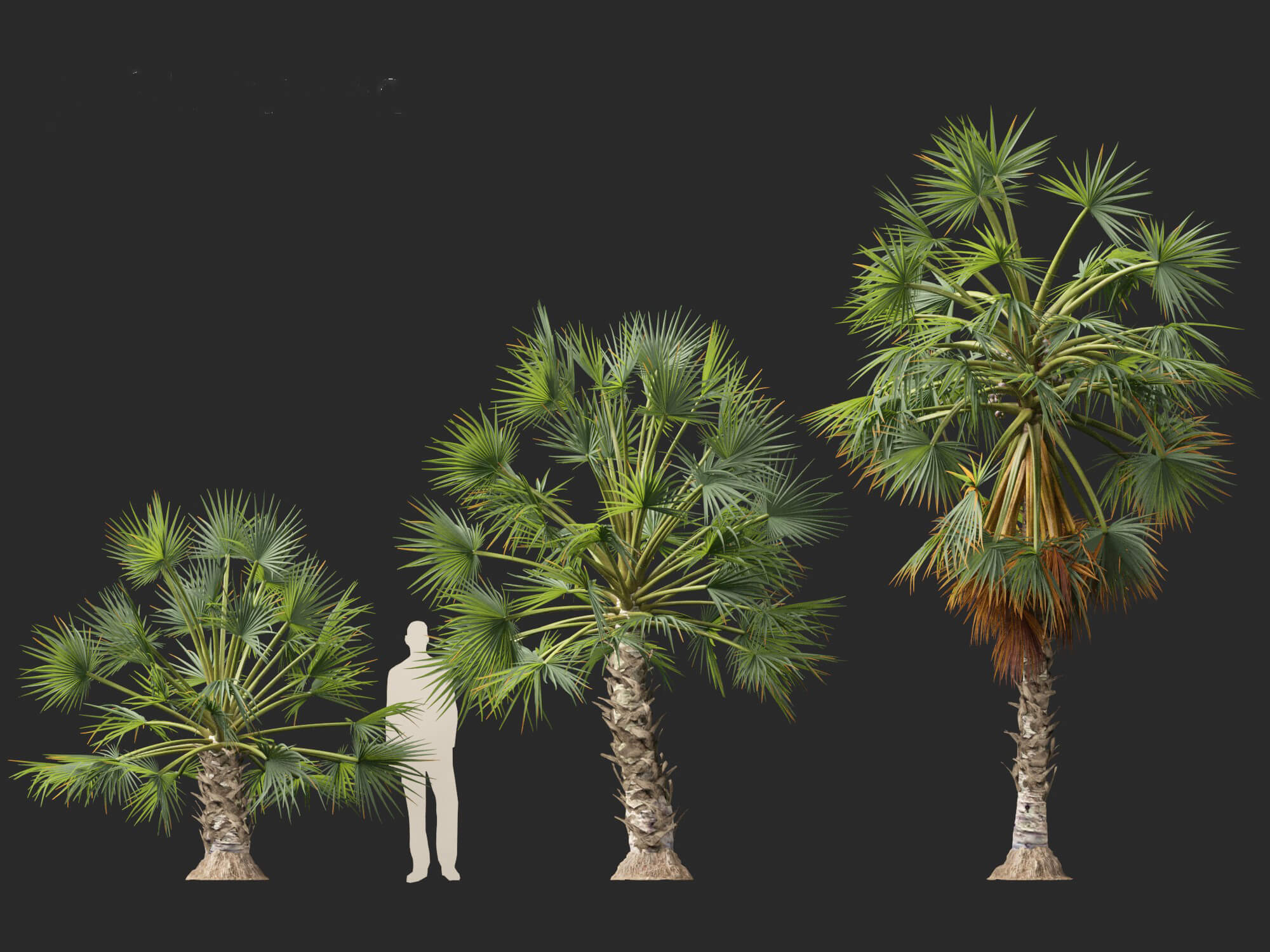 Borassus Flabellifer - Palmyra Palm 3D Model by 3dgardenplants