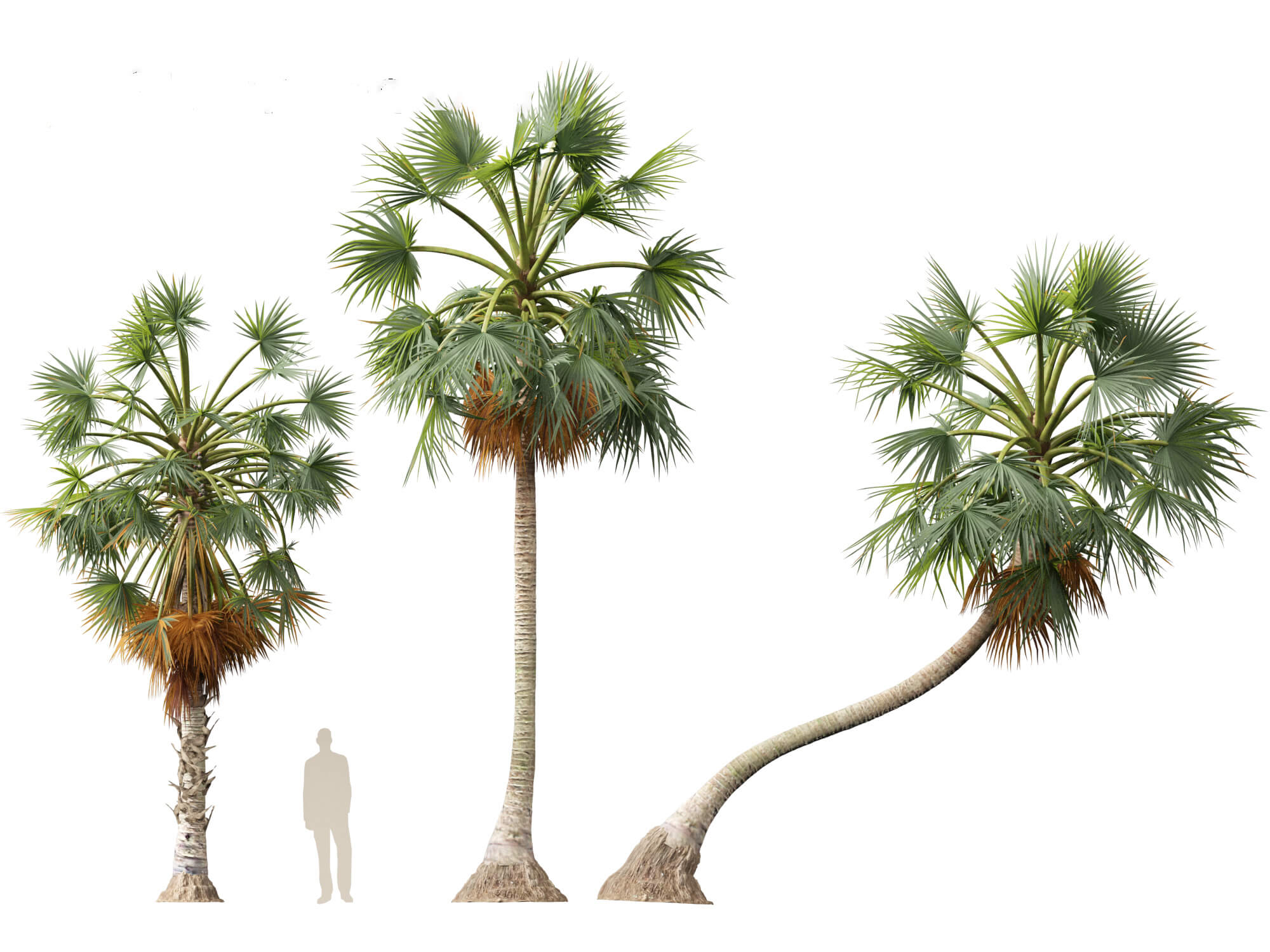 Borassus Flabellifer - Palmyra Palm 3D Model by 3dgardenplants