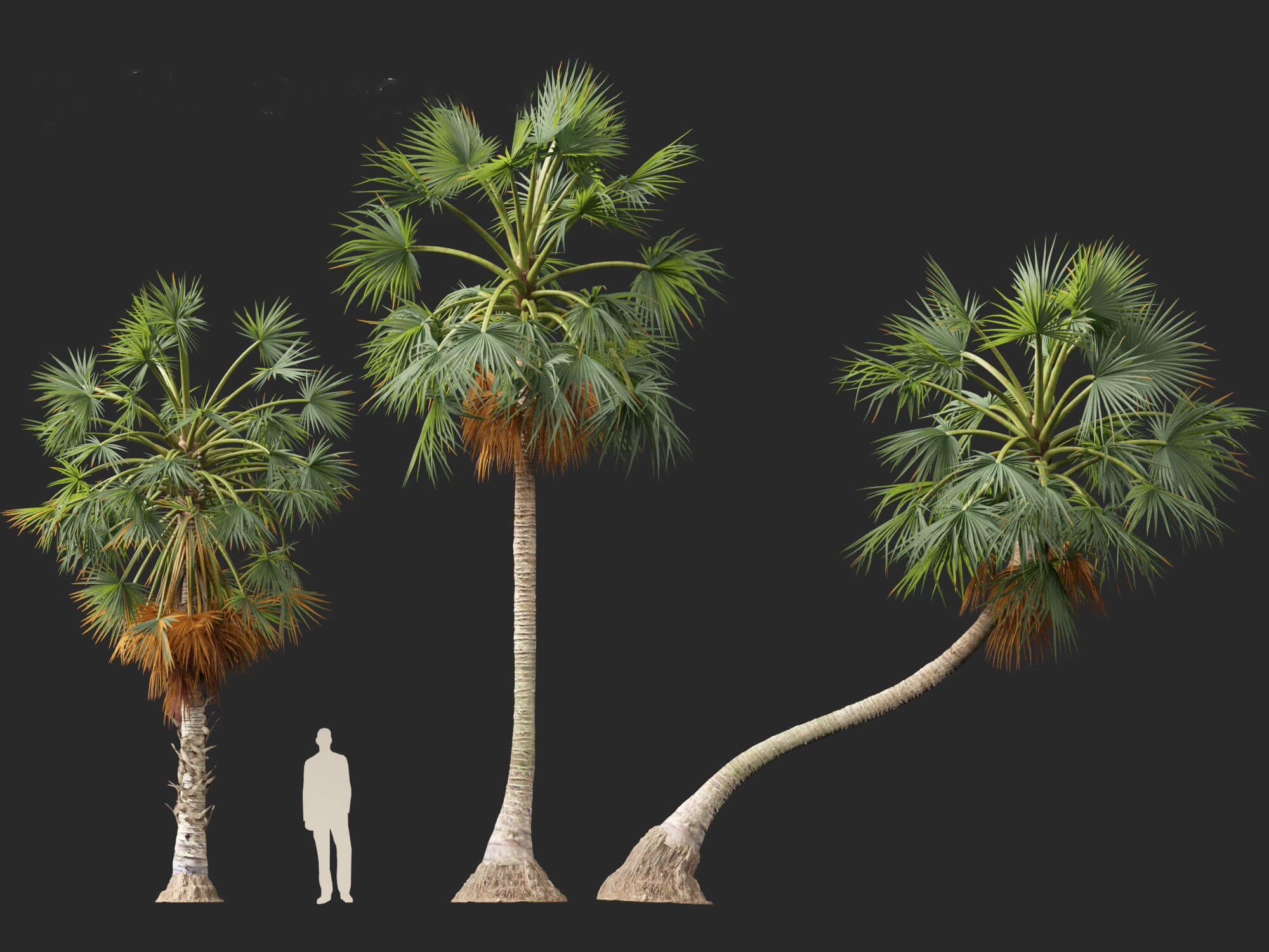 Borassus Flabellifer - Palmyra Palm 3D Model by 3dgardenplants