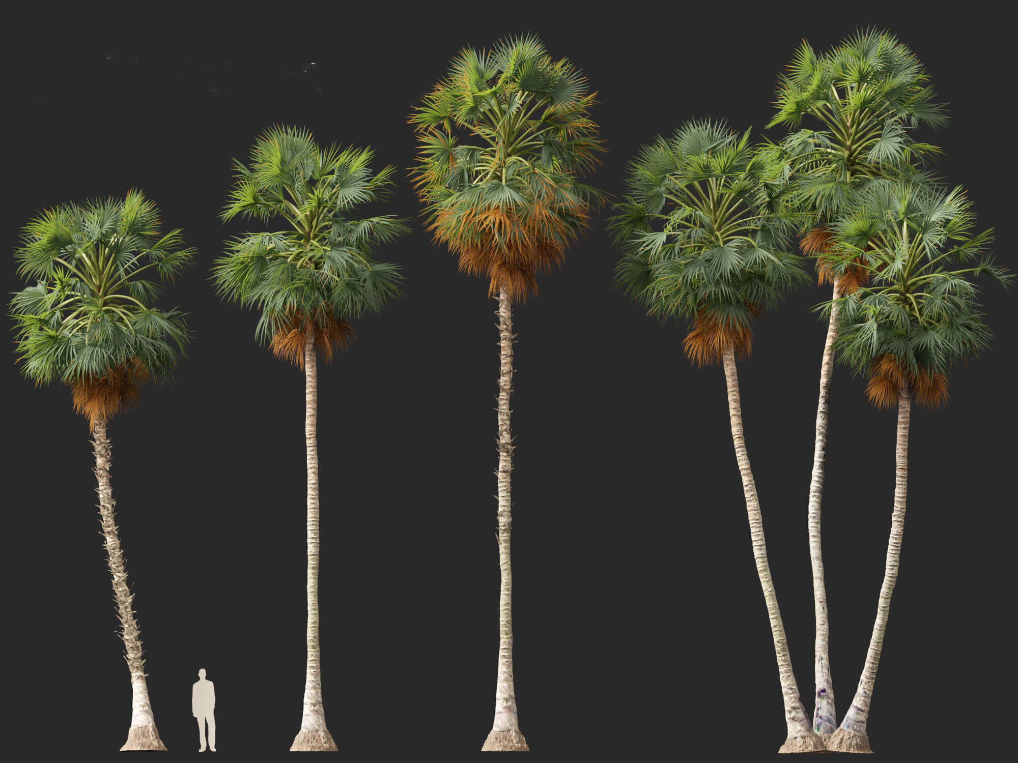Borassus Flabellifer - Palmyra Palm 3D Model by 3dgardenplants