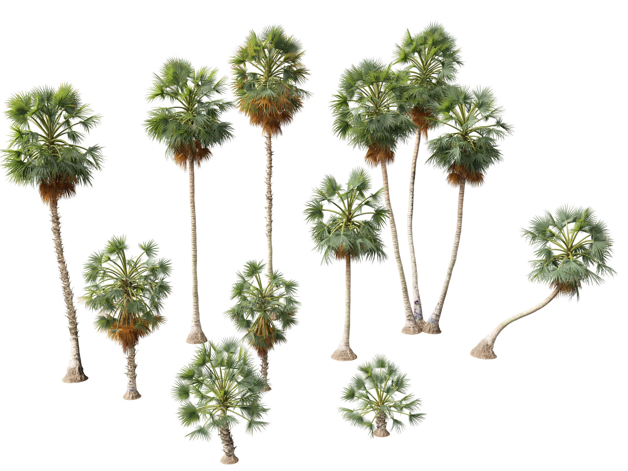 Borassus Flabellifer - Palmyra Palm 3D Model by 3dgardenplants