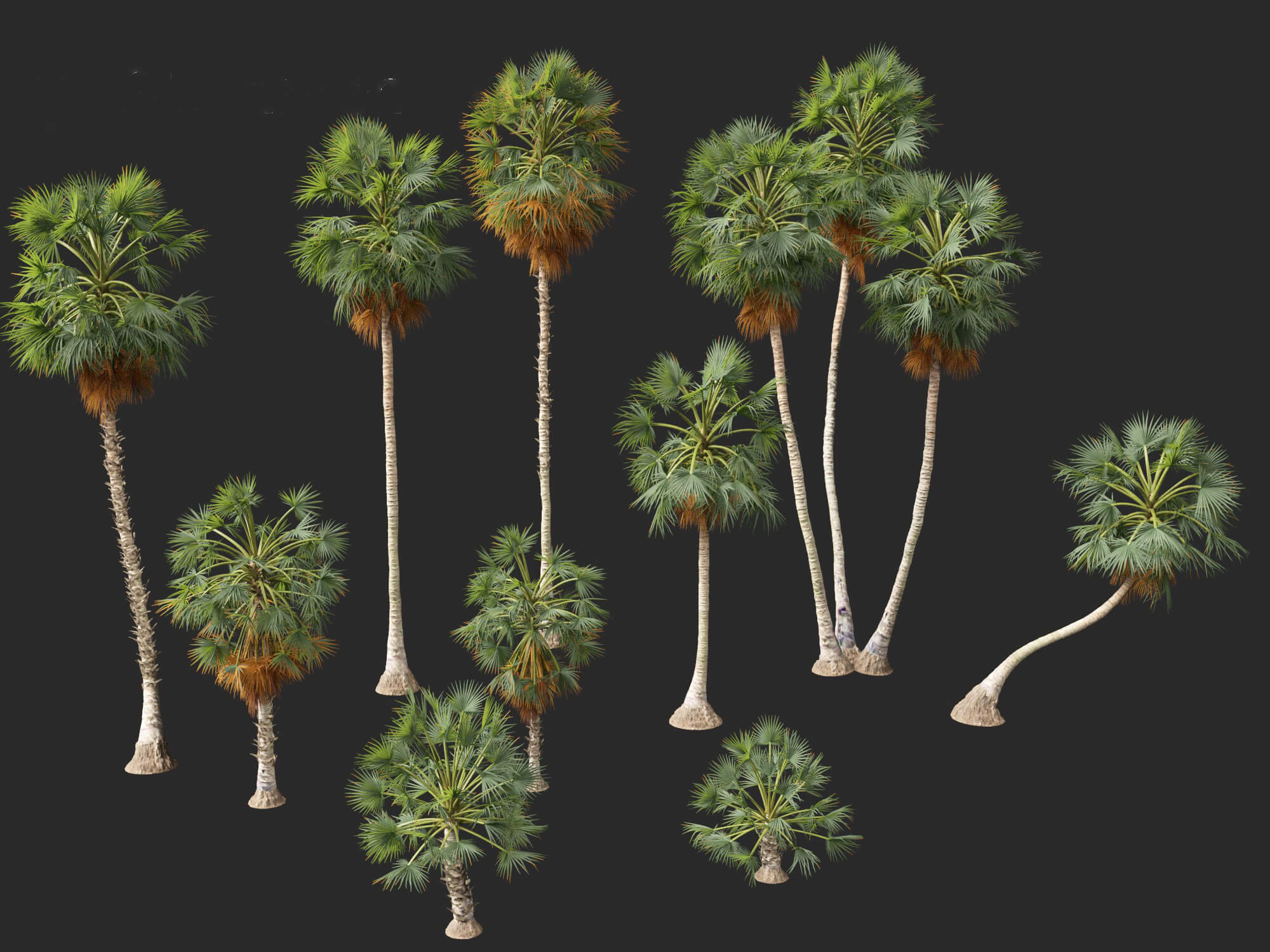 Borassus Flabellifer - Palmyra Palm 3D Model by 3dgardenplants