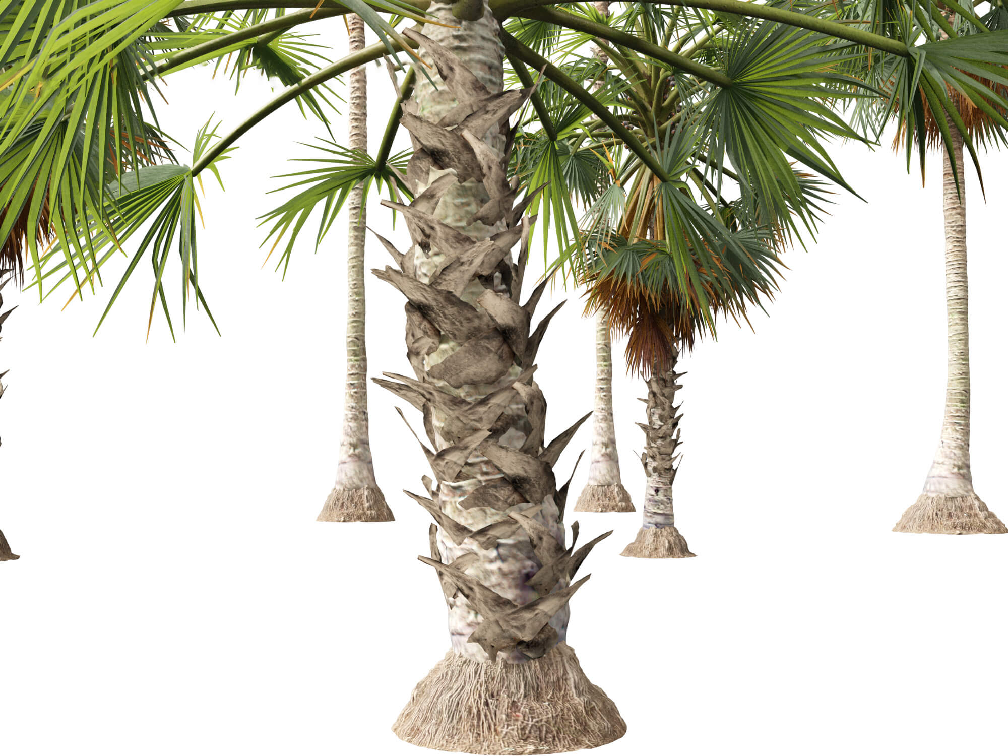 Borassus Flabellifer - Palmyra Palm 3D Model by 3dgardenplants