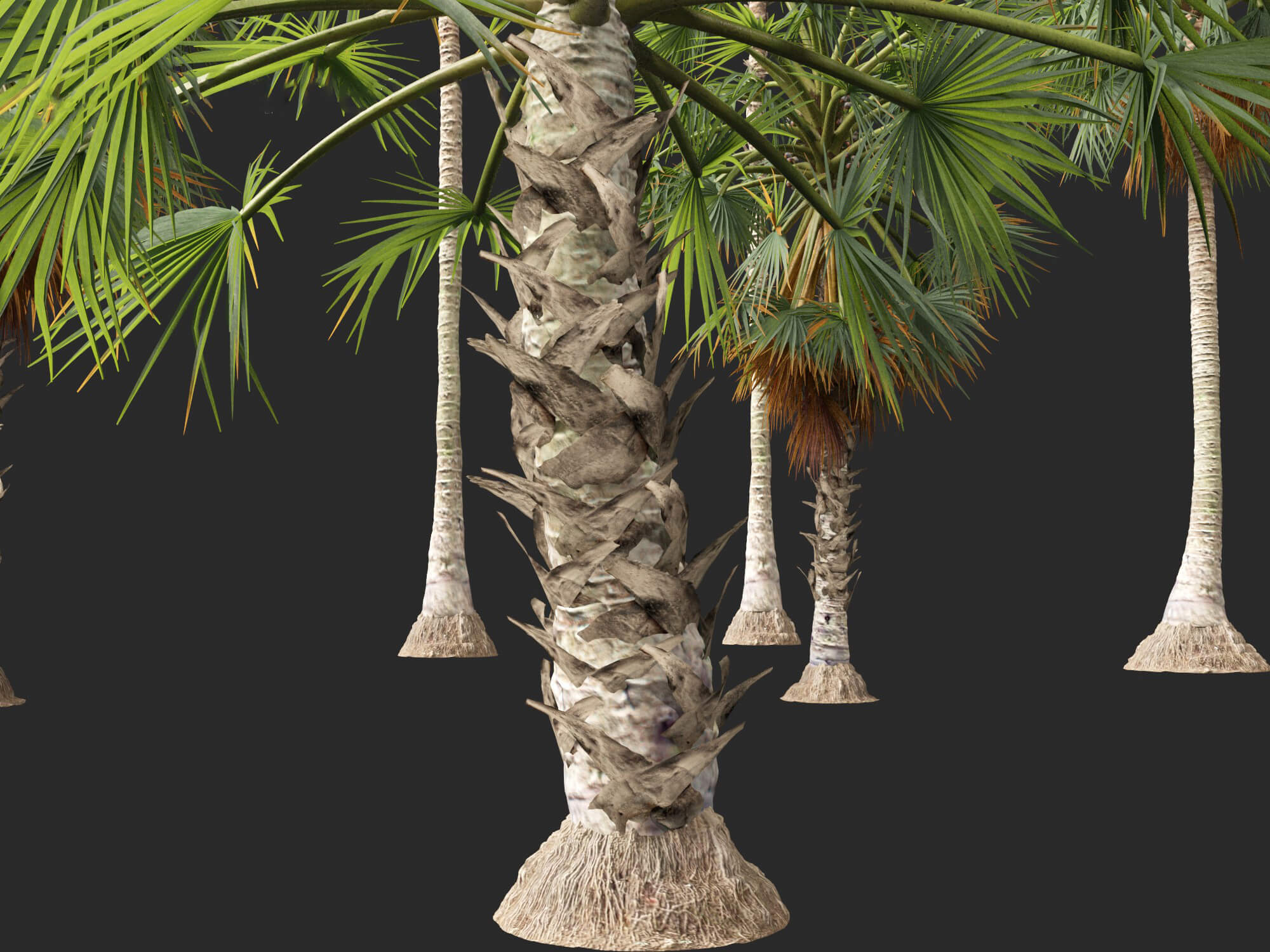 Borassus Flabellifer - Palmyra Palm 3D Model by 3dgardenplants