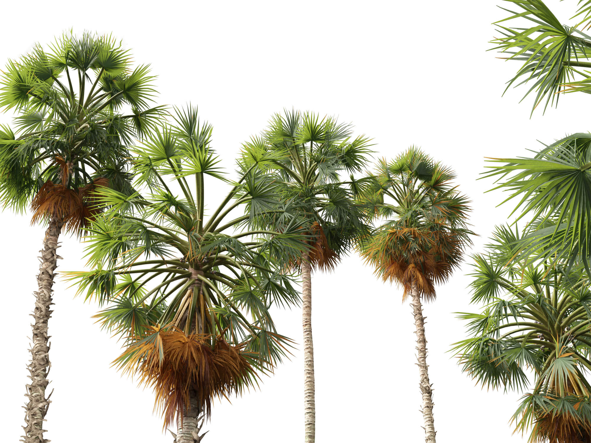 Borassus Flabellifer - Palmyra Palm 3D Model by 3dgardenplants