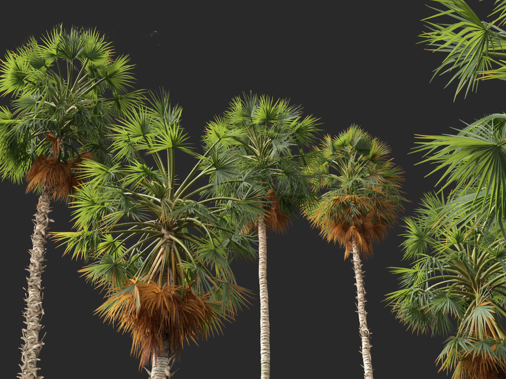 Borassus Flabellifer - Palmyra Palm 3D Model by 3dgardenplants