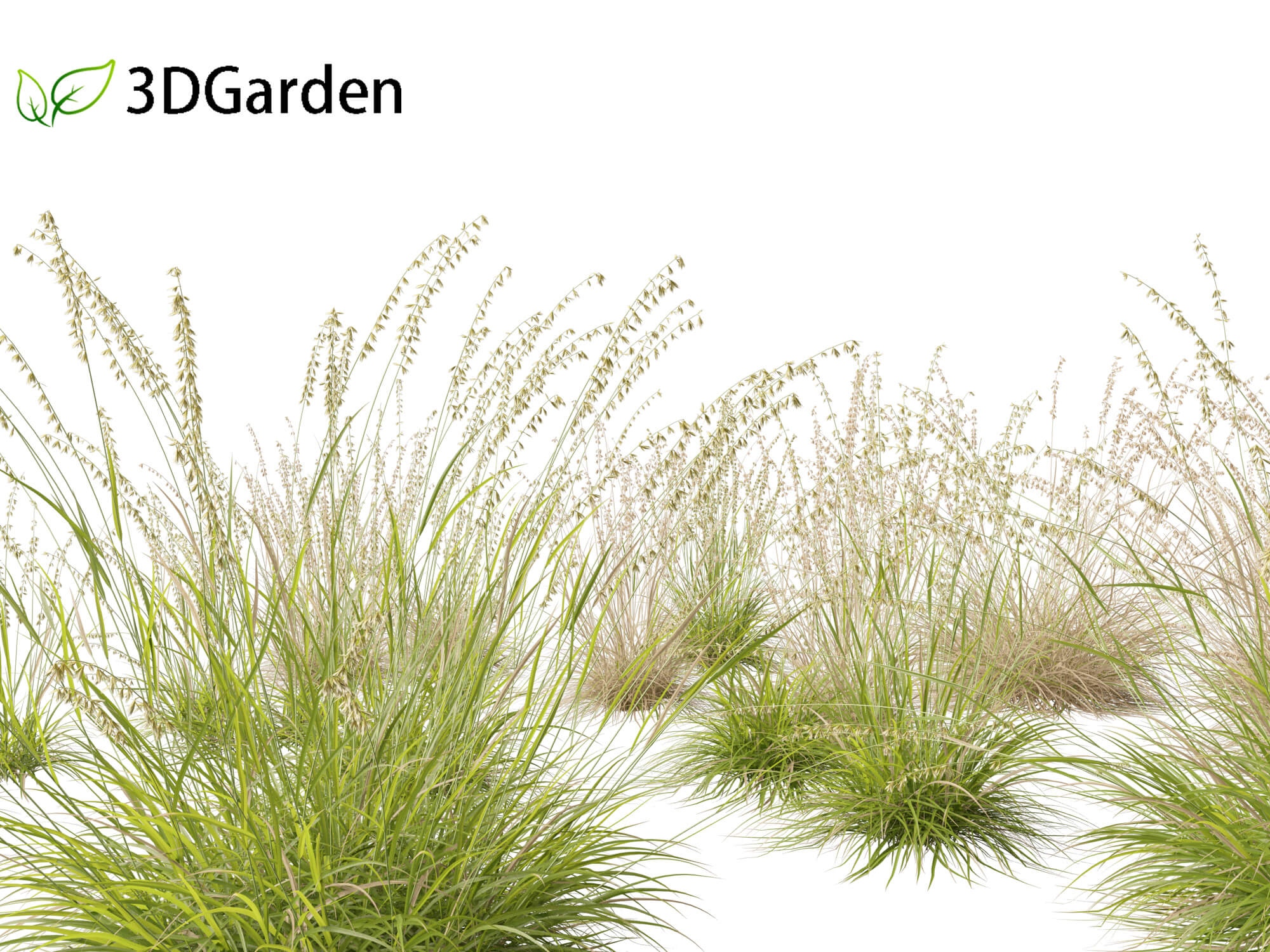 Bouteloua Curtipendula - Sideoats Grama 01 3D Model by 3dgardenplants