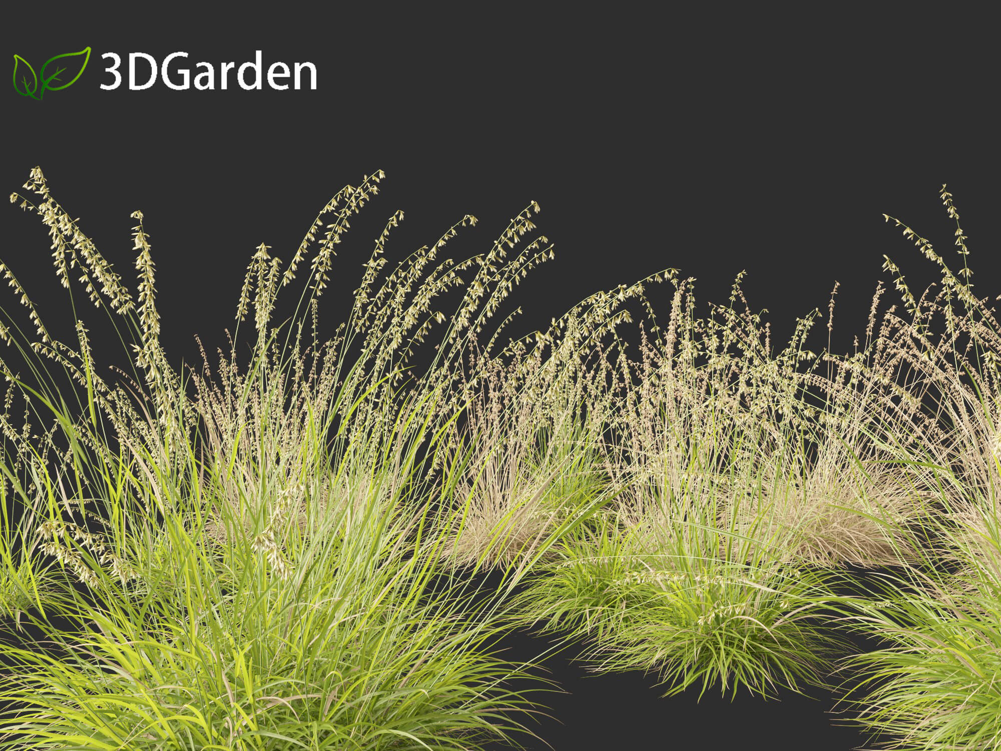 Bouteloua Curtipendula - Sideoats Grama 01 3D Model by 3dgardenplants